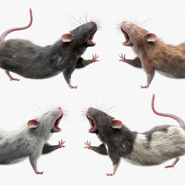 Collection Rat 3D Models for Download | TurboSquid