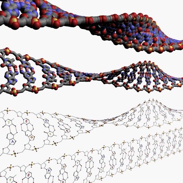 modelo 3d ADN - TurboSquid 2301184