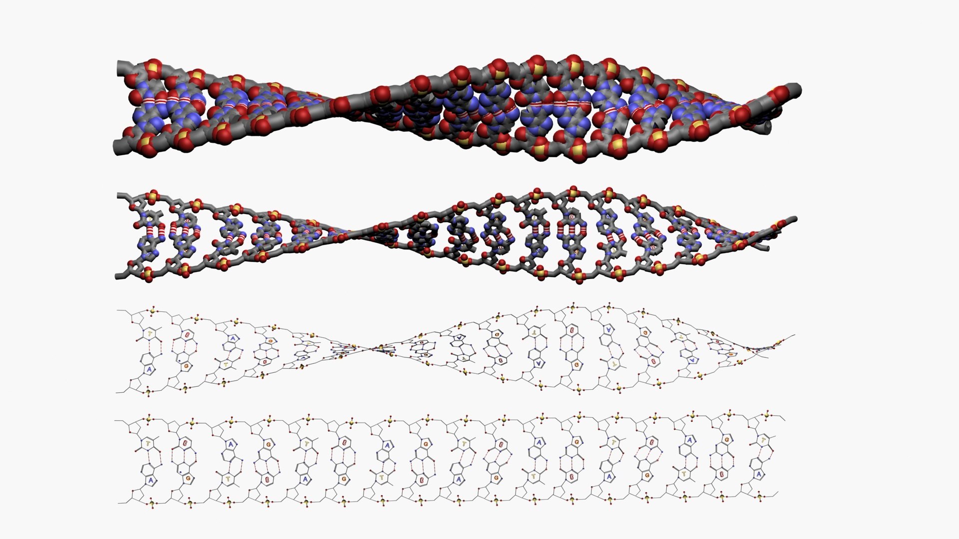 DNA 3D Model - TurboSquid 2301184