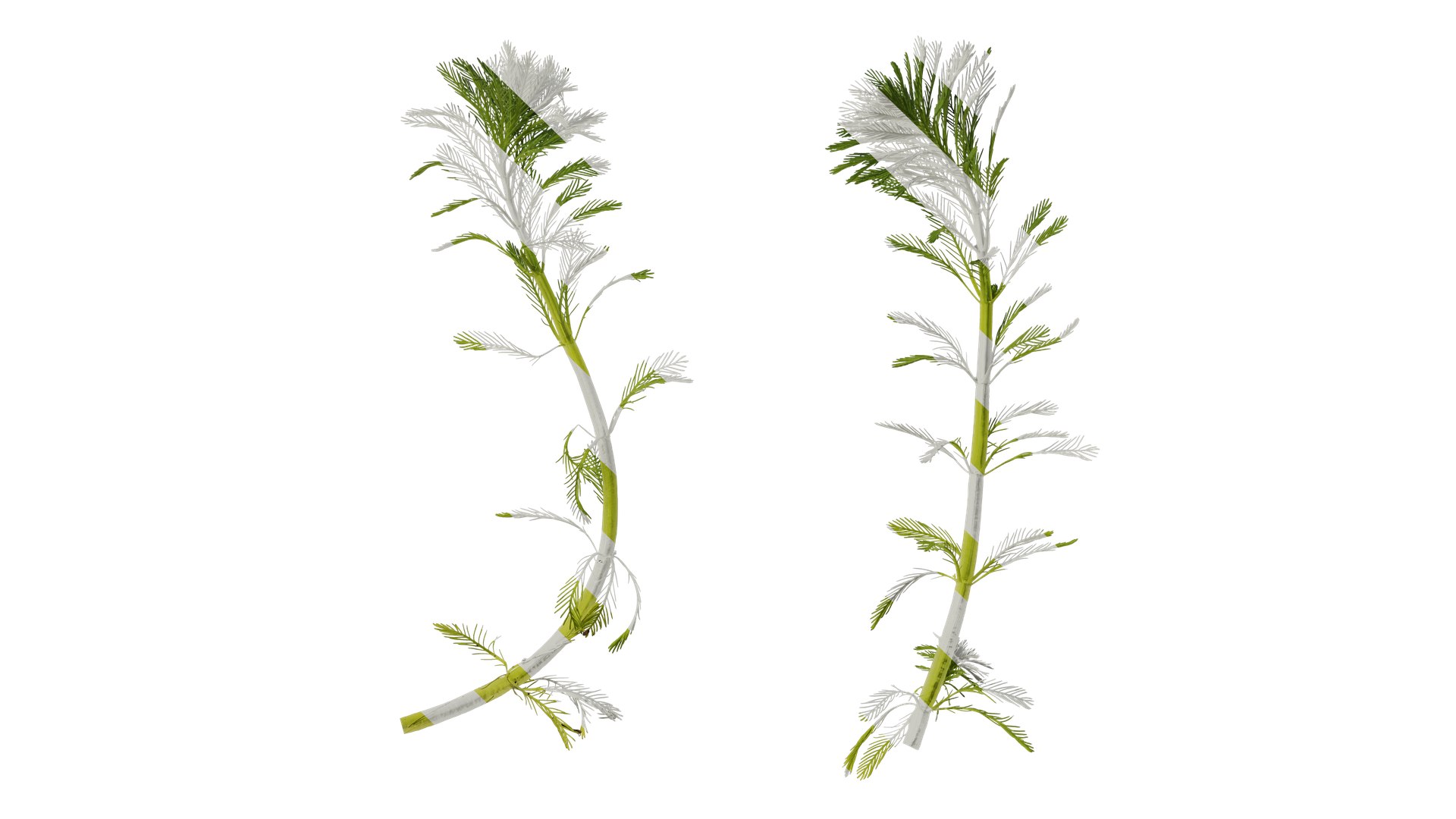 3D Anydrafts Myriophyllum Verticillatum Atlas 01 Textures - TurboSquid ...
