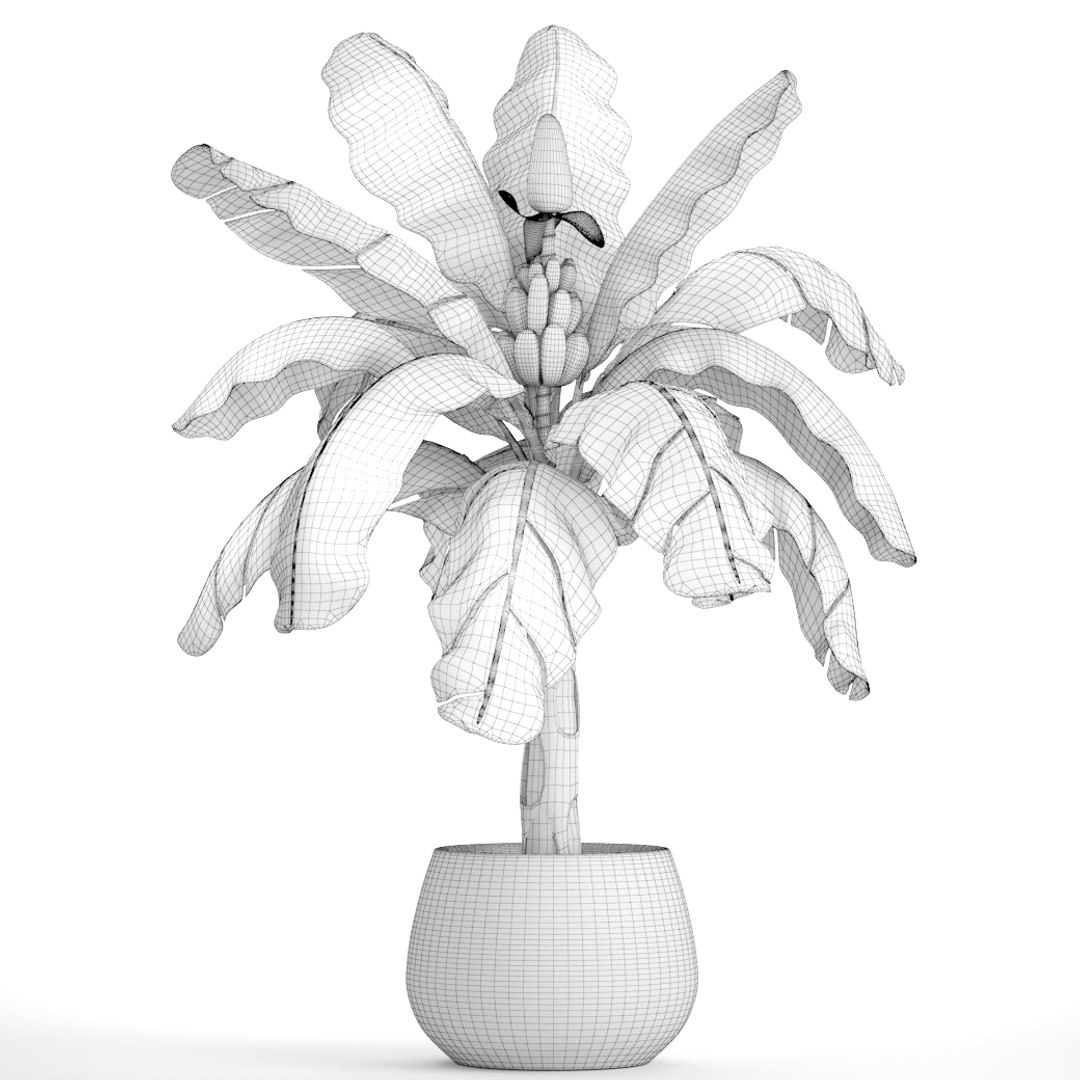 Musa Velutina Palm Banana Fruit Model - TurboSquid 1193715