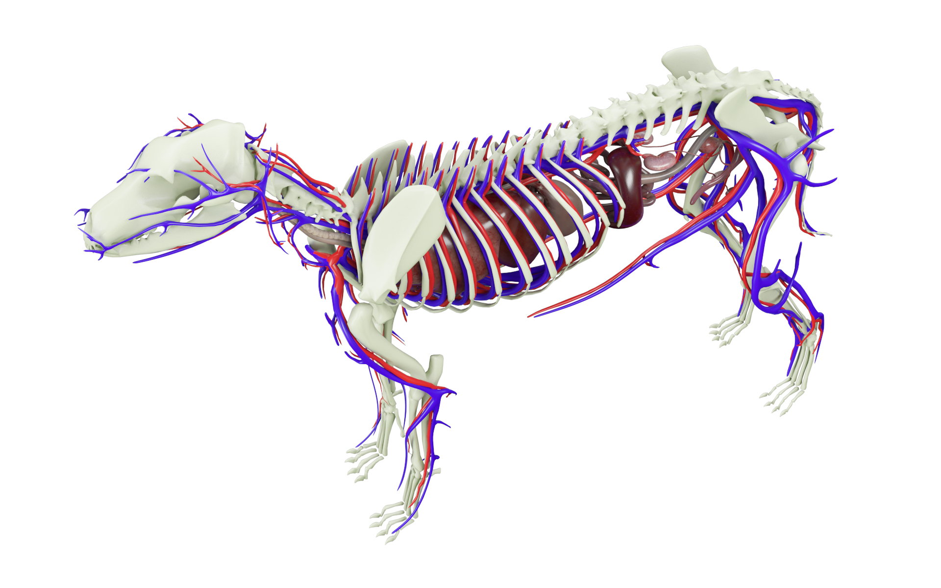 Dog anatomy internal organs 3D model - TurboSquid 1677558