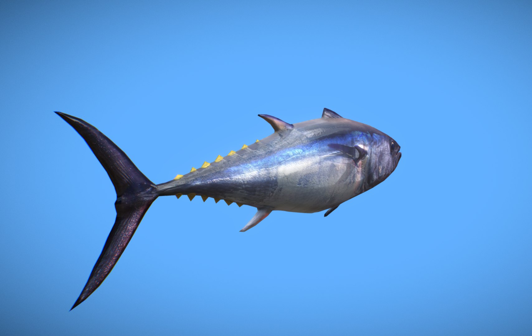 3D Tuna Model - TurboSquid 1261272