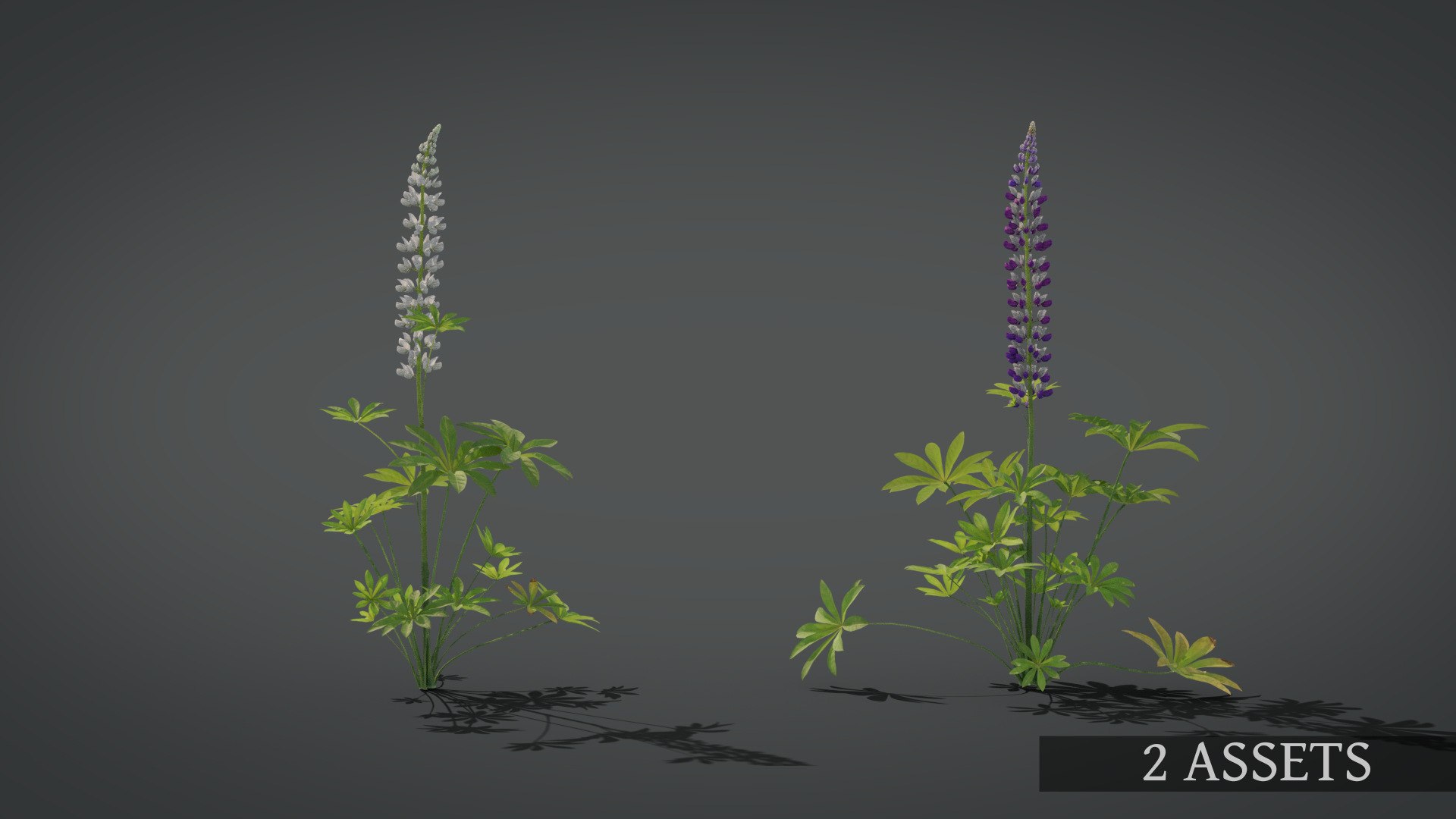 3D 3D Flower Lupine - TurboSquid 2067960