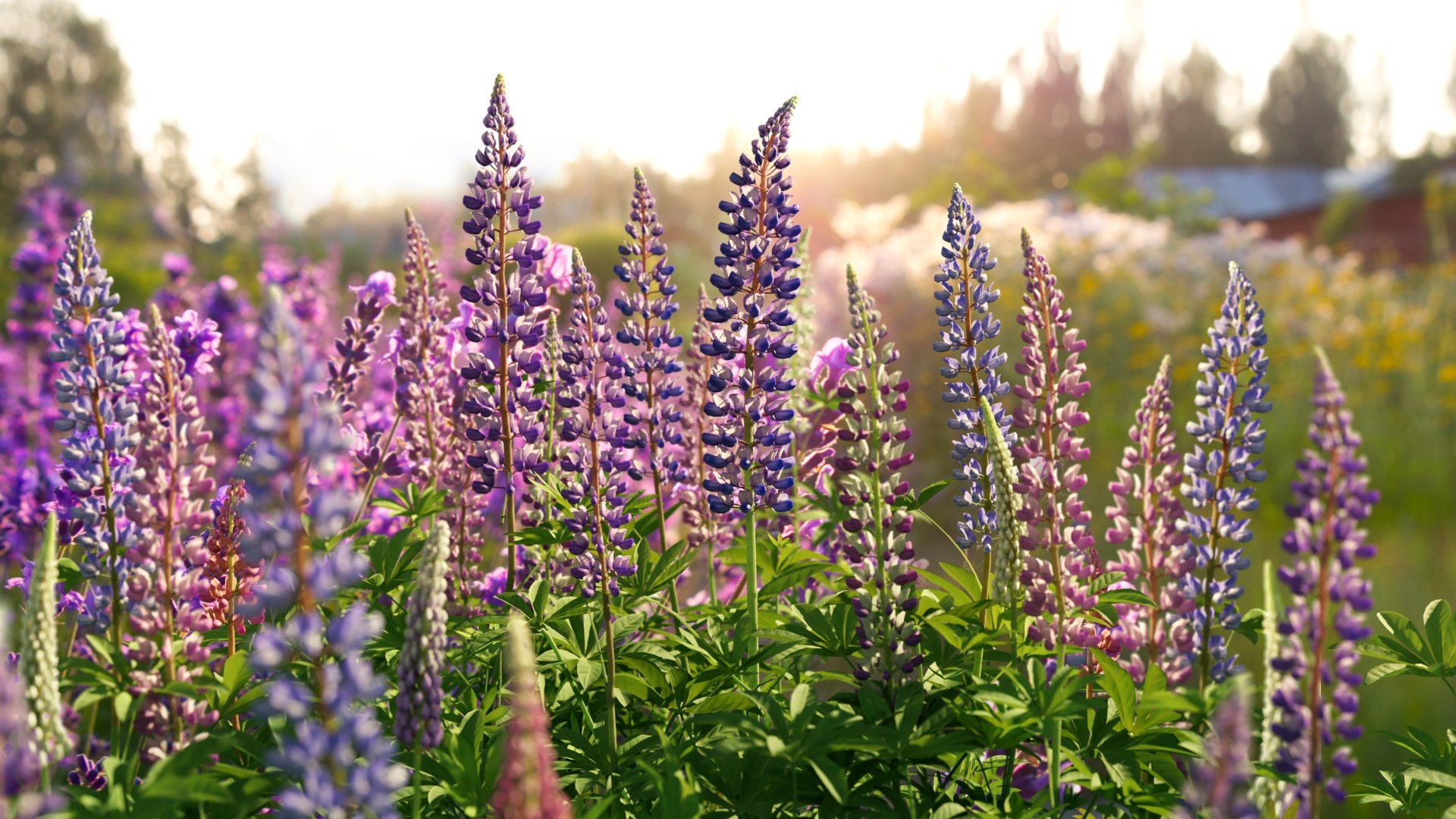 modelo 3d 3D Flower Lupine - TurboSquid 2067960