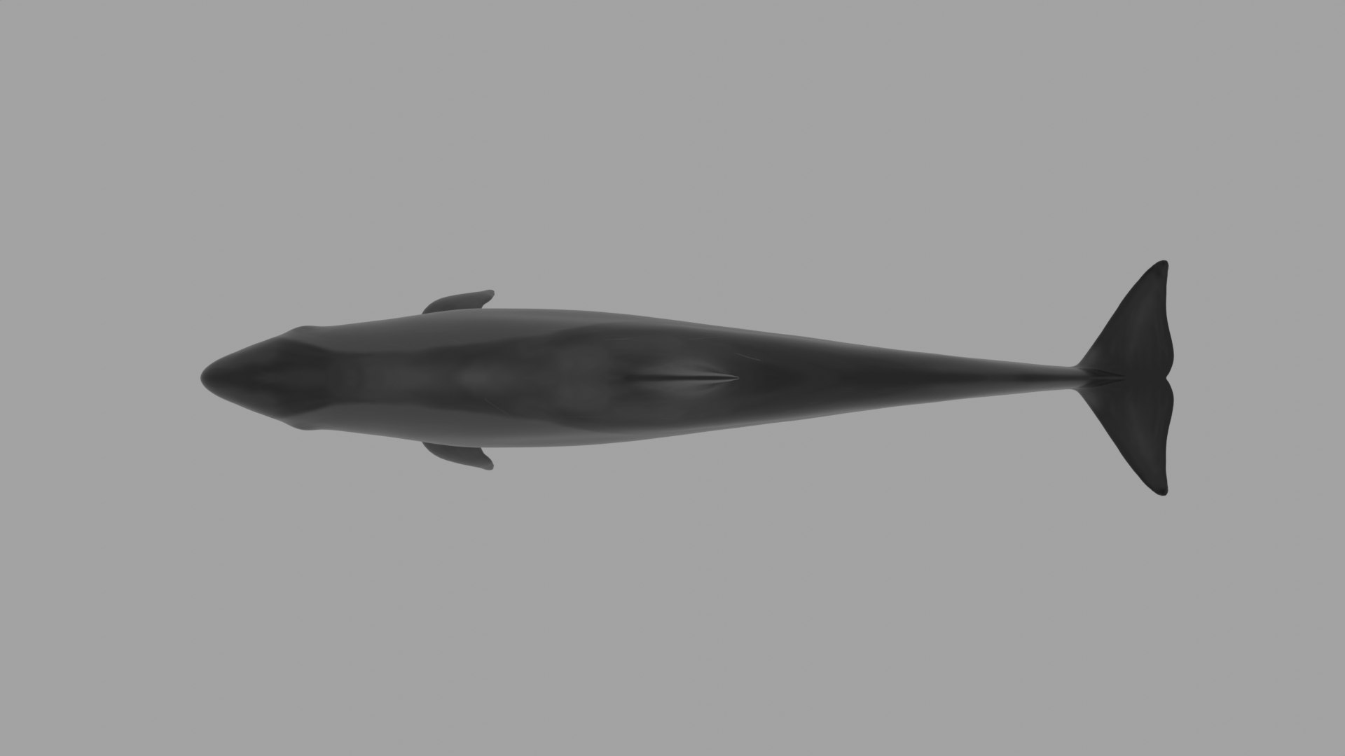 3D False Killer Whale - TurboSquid 2081181
