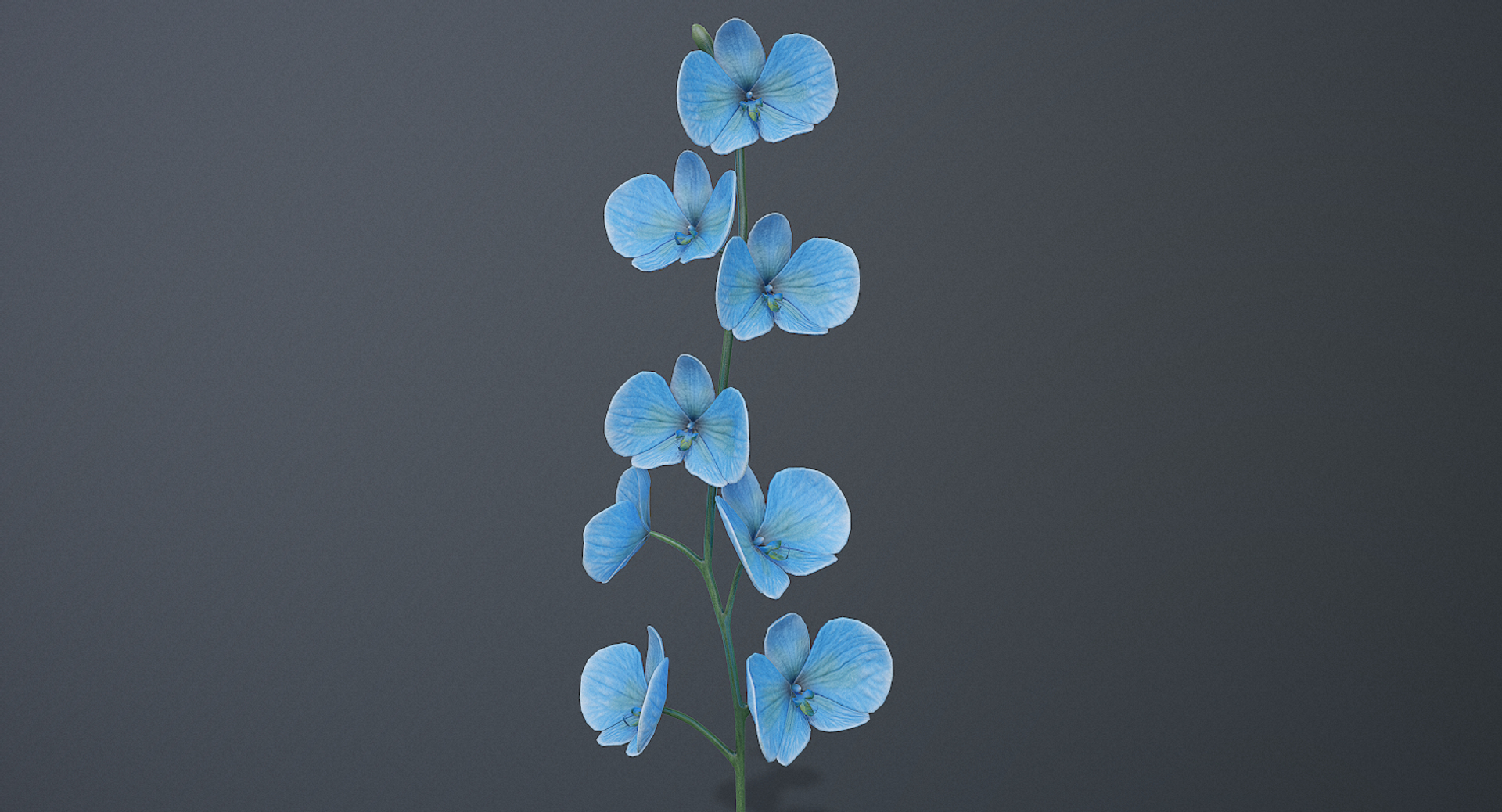 3D Model Realistic Blue Orchid - TurboSquid 1396966