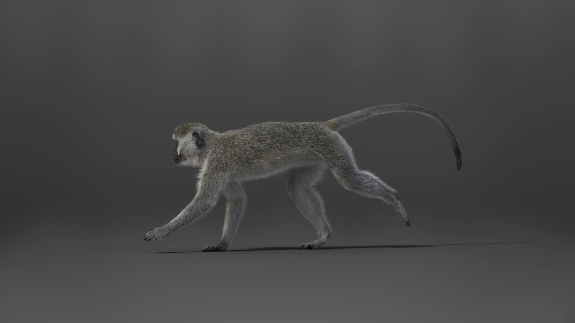 3D Vervet Monkey Animation Model - TurboSquid 2075694