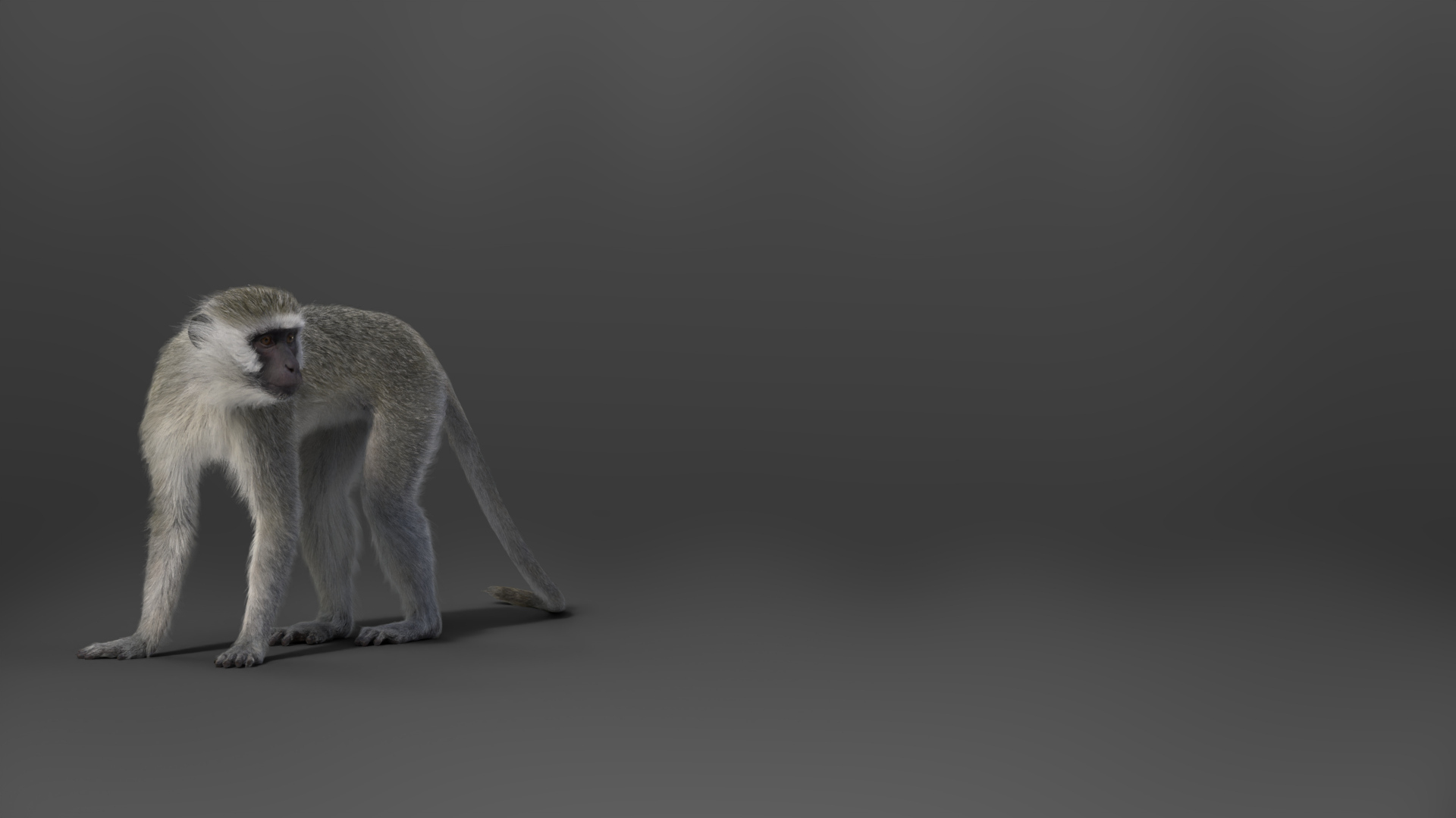 3D Vervet Monkey Animation Model - TurboSquid 2075694