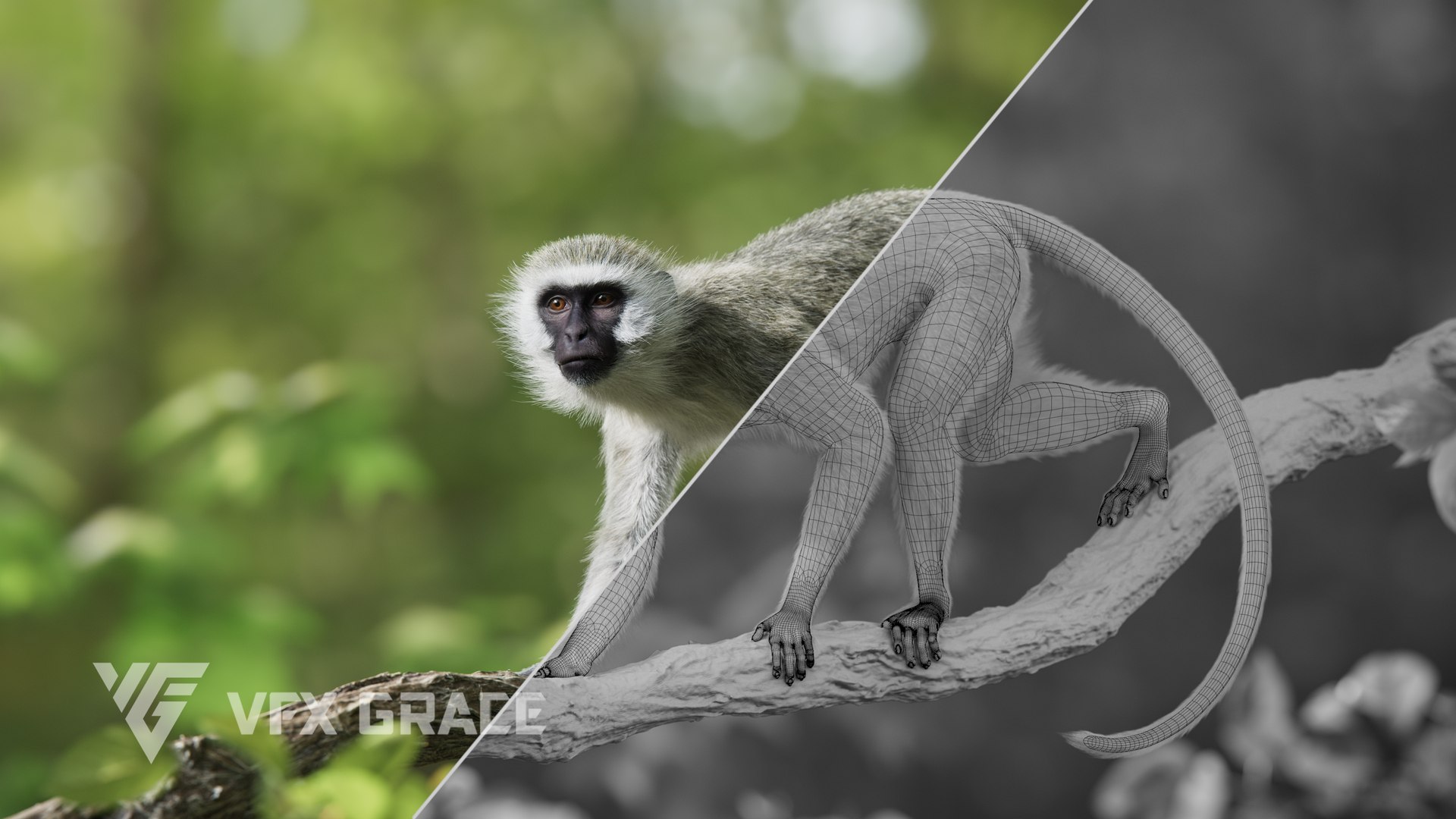 3D Vervet Monkey Animation Model - TurboSquid 2075694