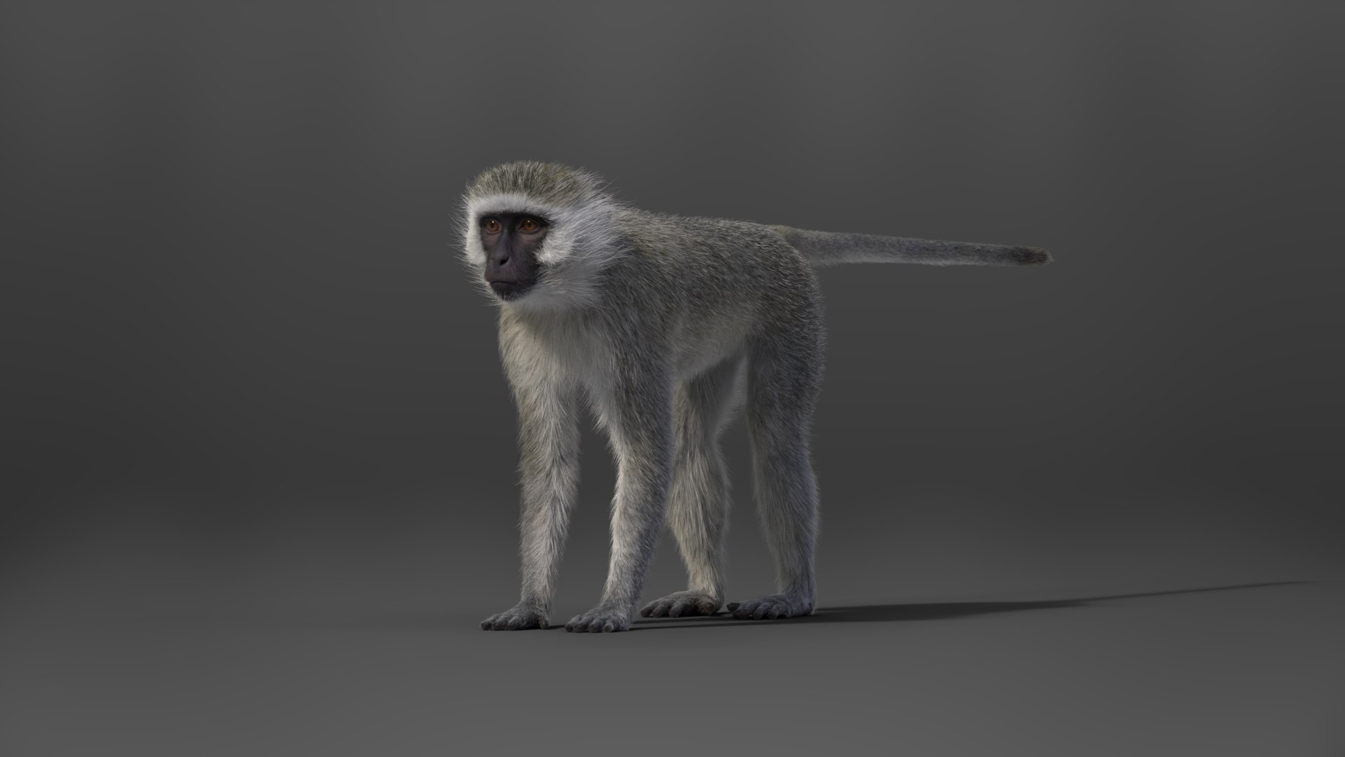 3D Vervet Monkey Animation Model - TurboSquid 2075694
