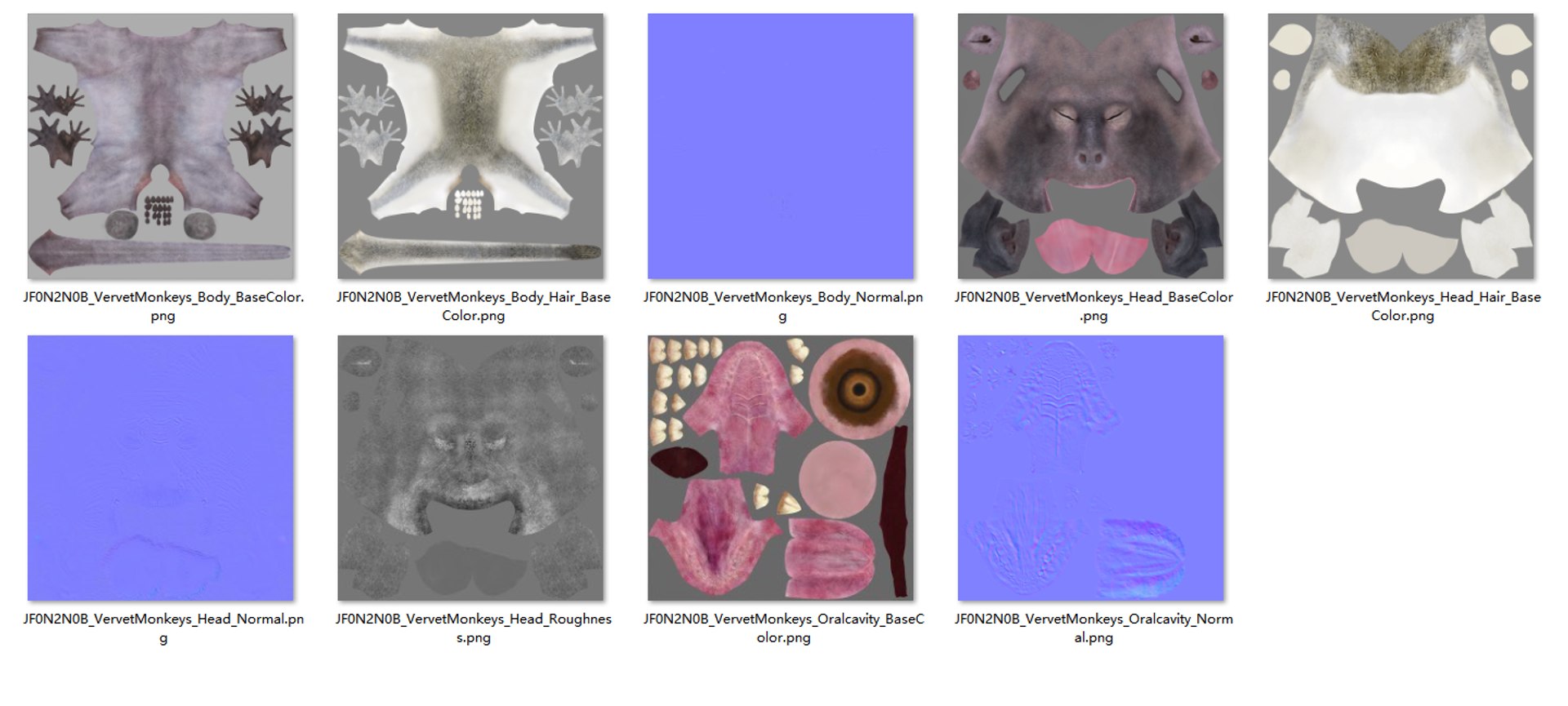 3D Vervet Monkey Animation model - TurboSquid 2075694