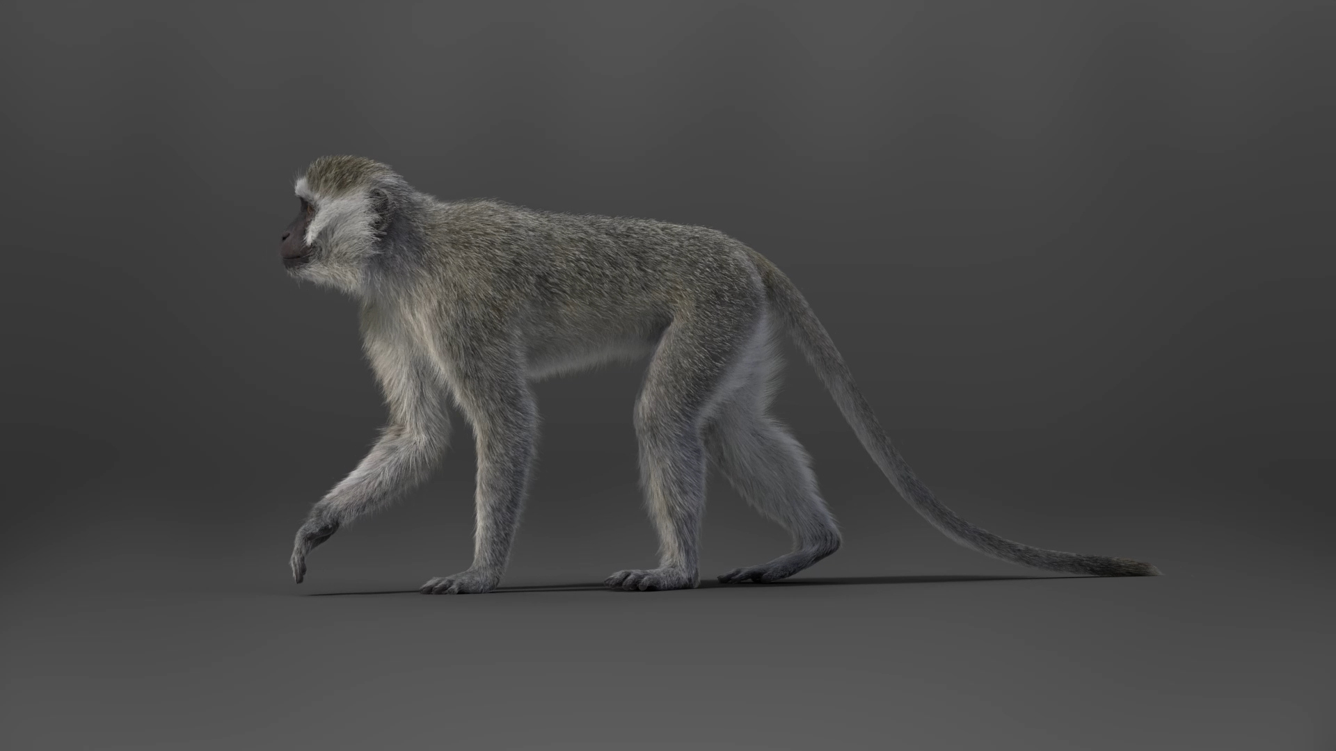 3D Vervet Monkey Animation Model - TurboSquid 2075694