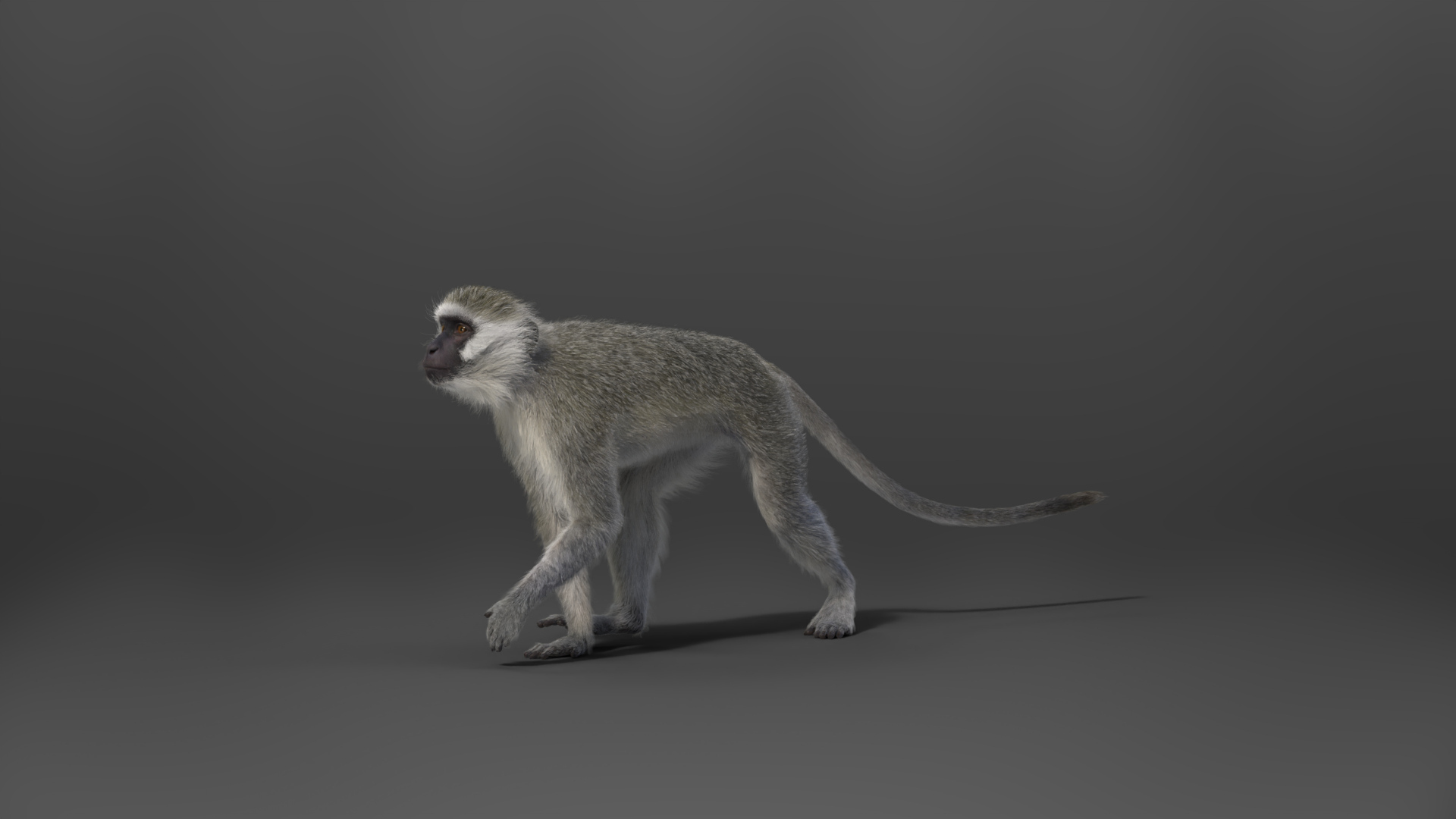 3D Vervet Monkey Animation Model - TurboSquid 2075694