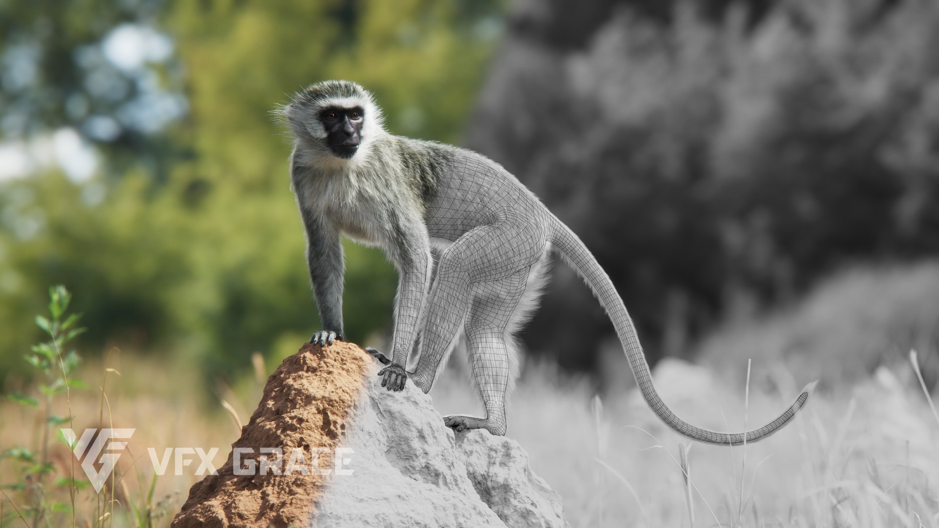 3D Vervet Monkey Animation Model - TurboSquid 2075694