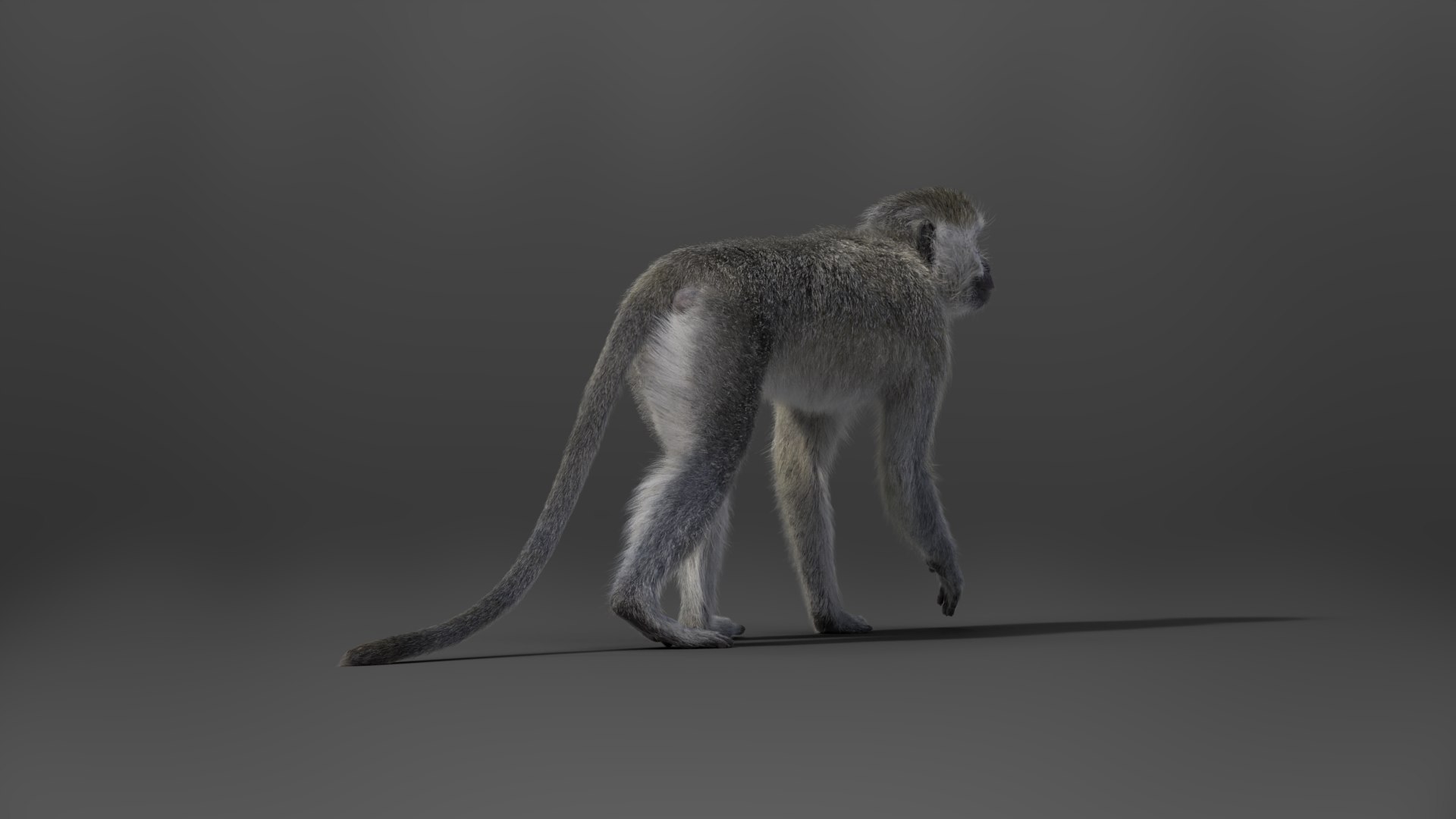3D Vervet Monkey Animation Model - TurboSquid 2075694