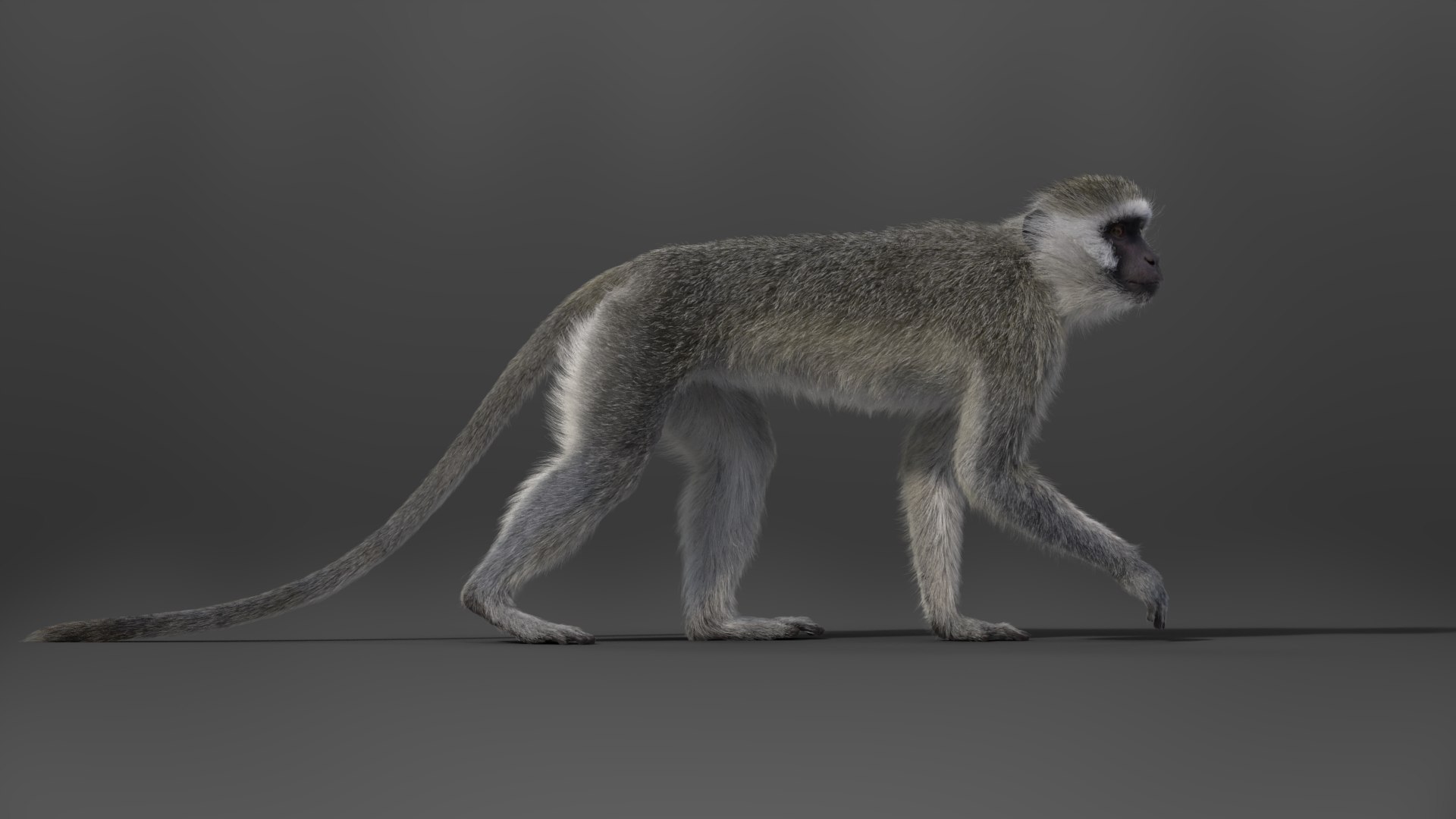 3D Vervet Monkey Animation Model - TurboSquid 2075694