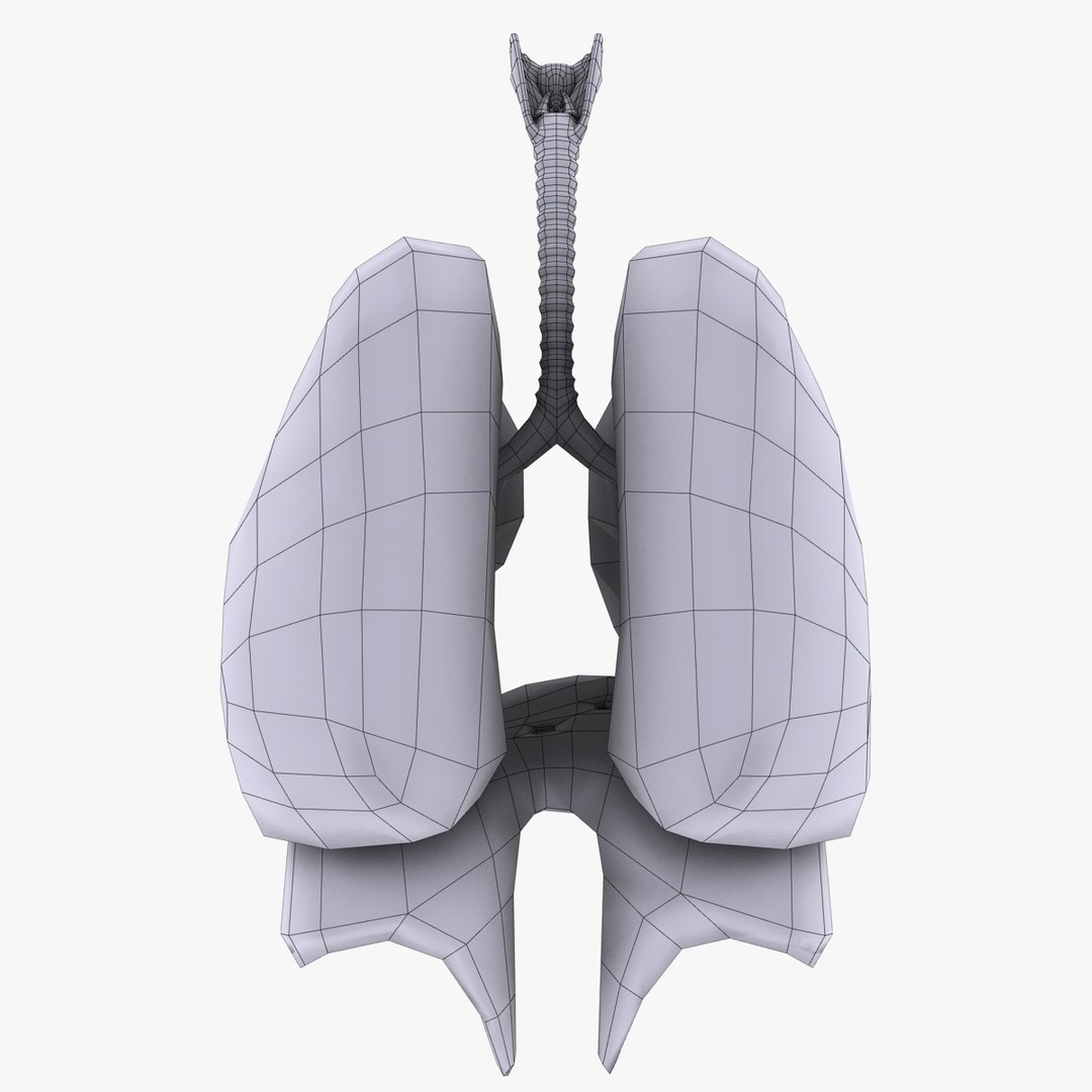 3d Human Respiratory Model