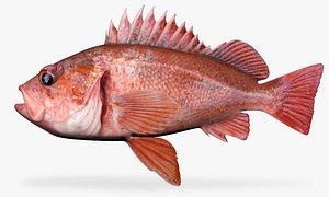 Calico Rockfish
