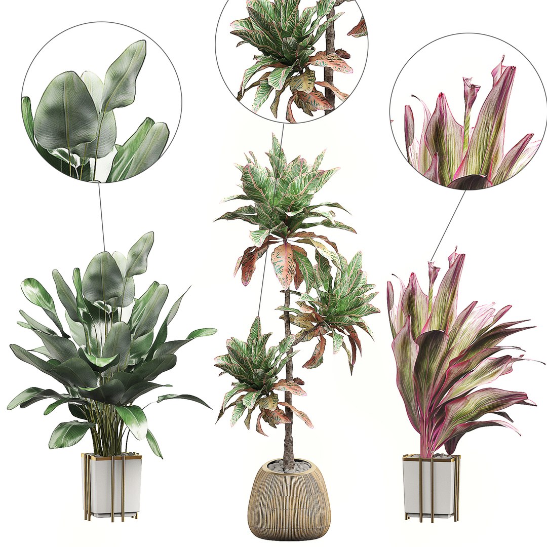 Potted Plants Set 32 Model - TurboSquid 1562126