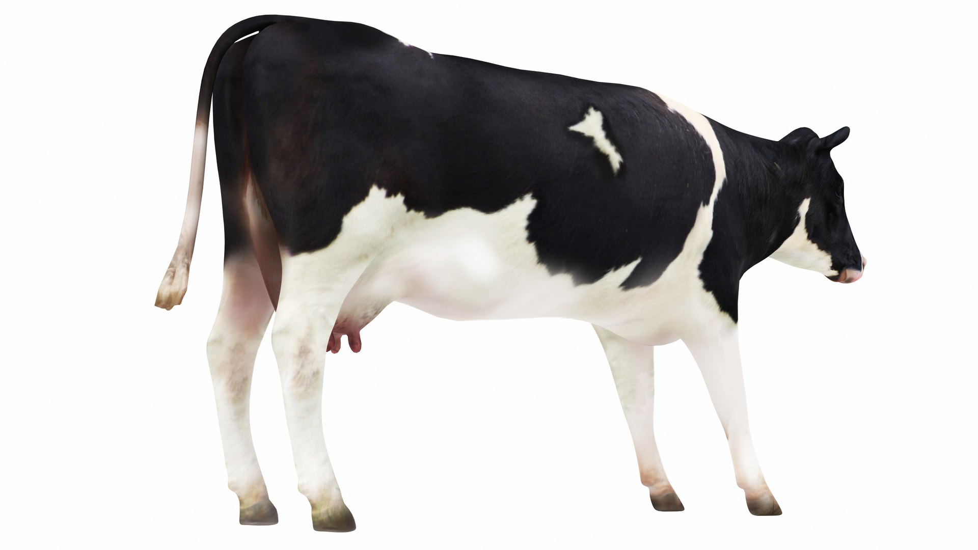 Dairy Cow 3 3D Model - TurboSquid 1971976