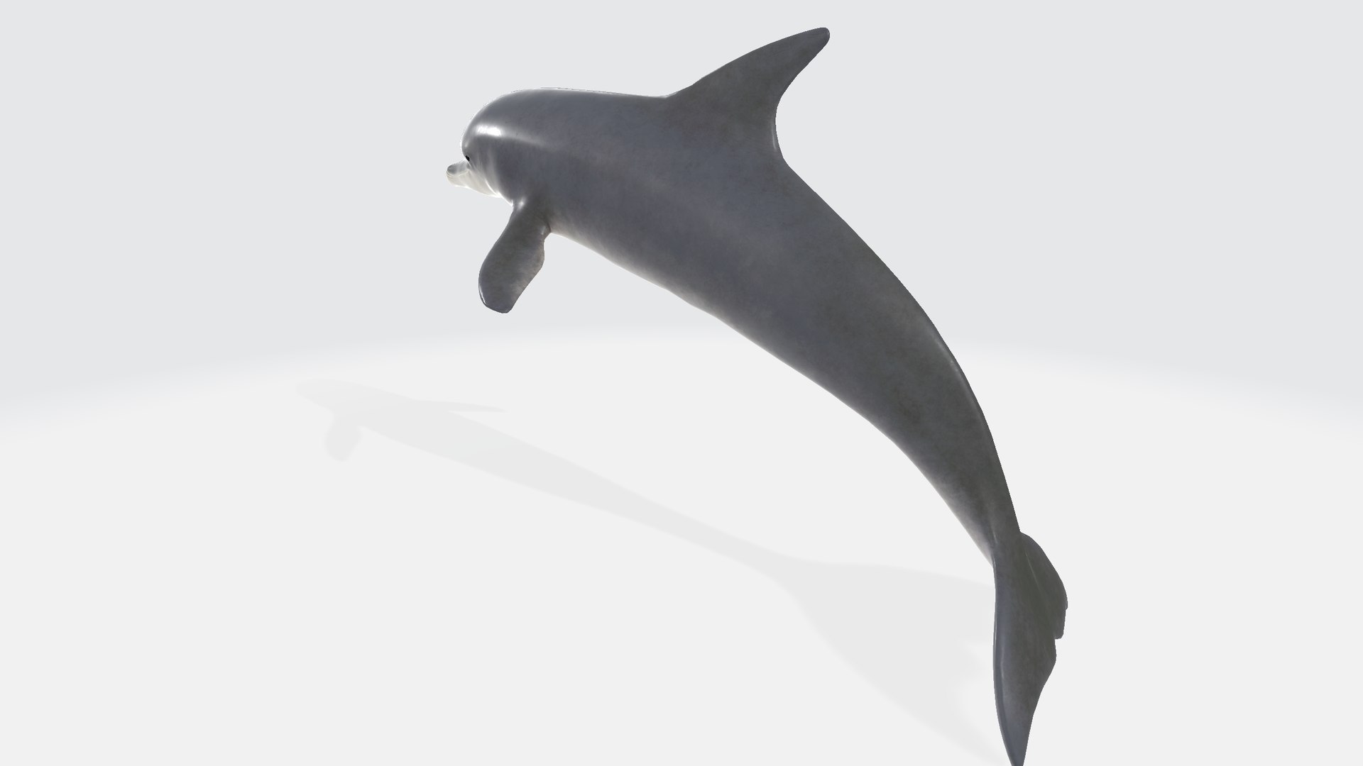 3D Dolphin - TurboSquid 2306332