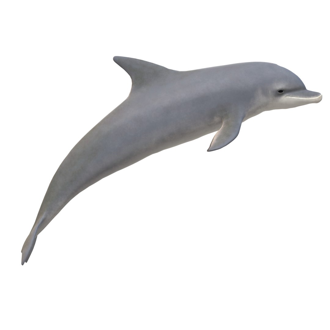 3D Dolphin - TurboSquid 2306332