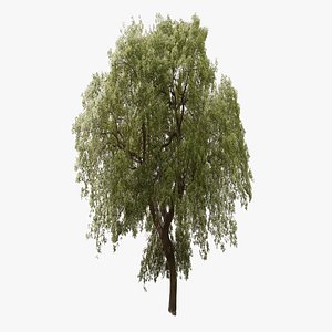 Oak Tree 3D Models for Download | TurboSquid