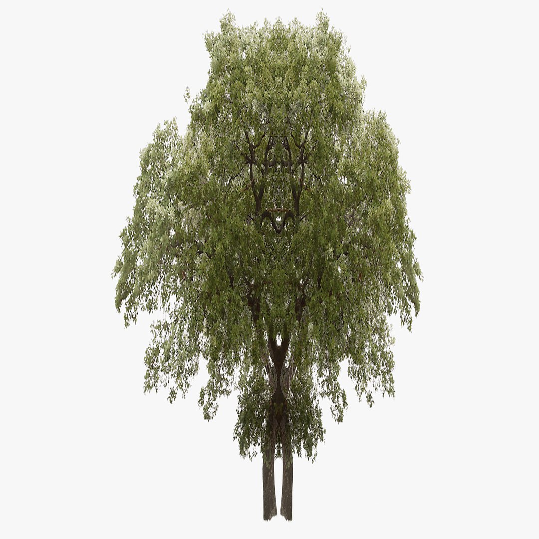 3d Model Oak Tree