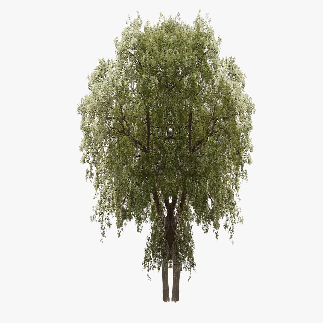 3d Model Oak Tree
