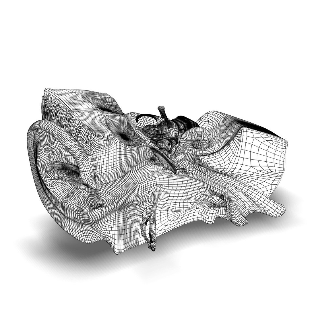 Human Ear Anatomy Max