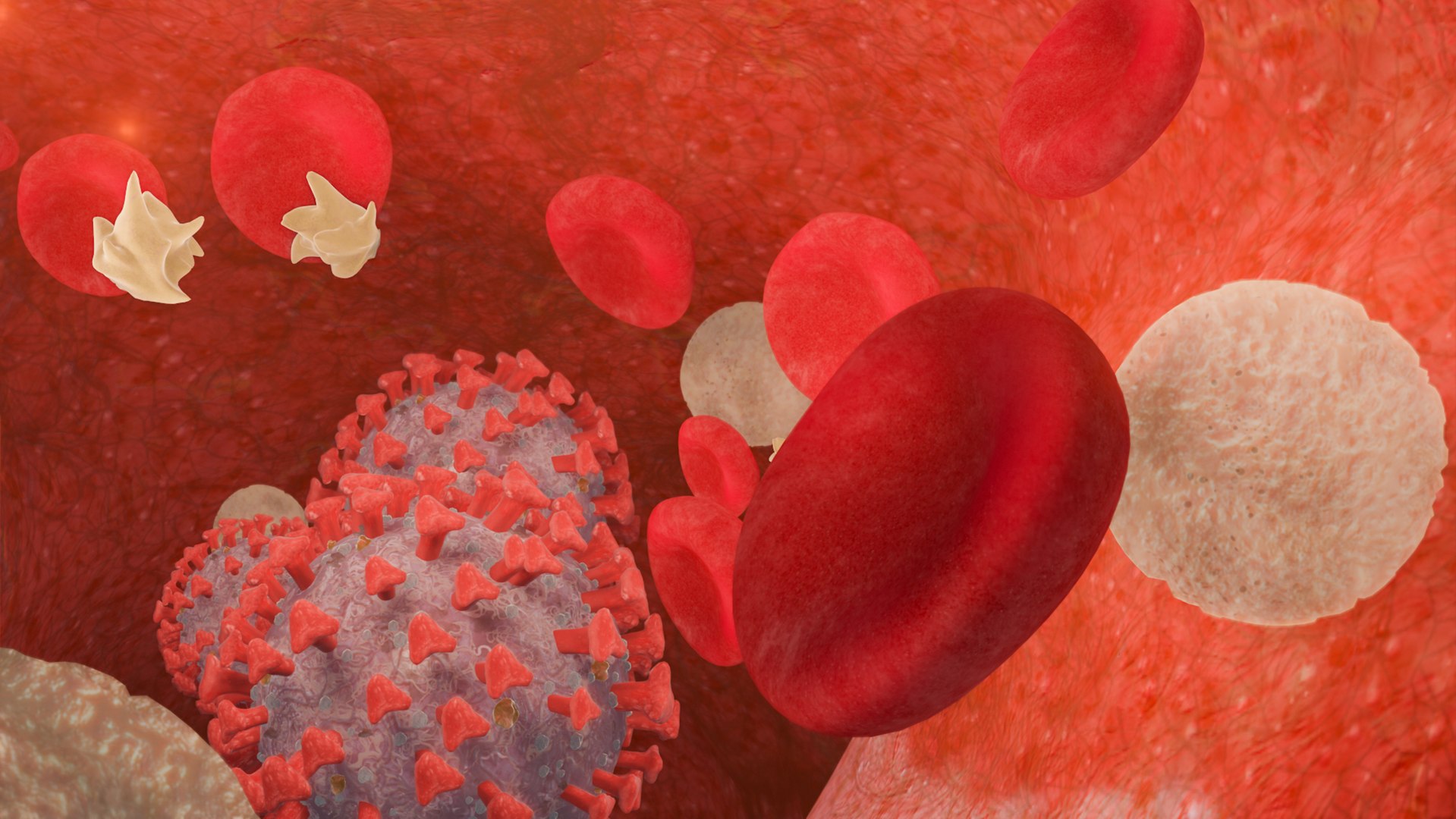 White Blood Cells Leukocytes Model - TurboSquid 1545655