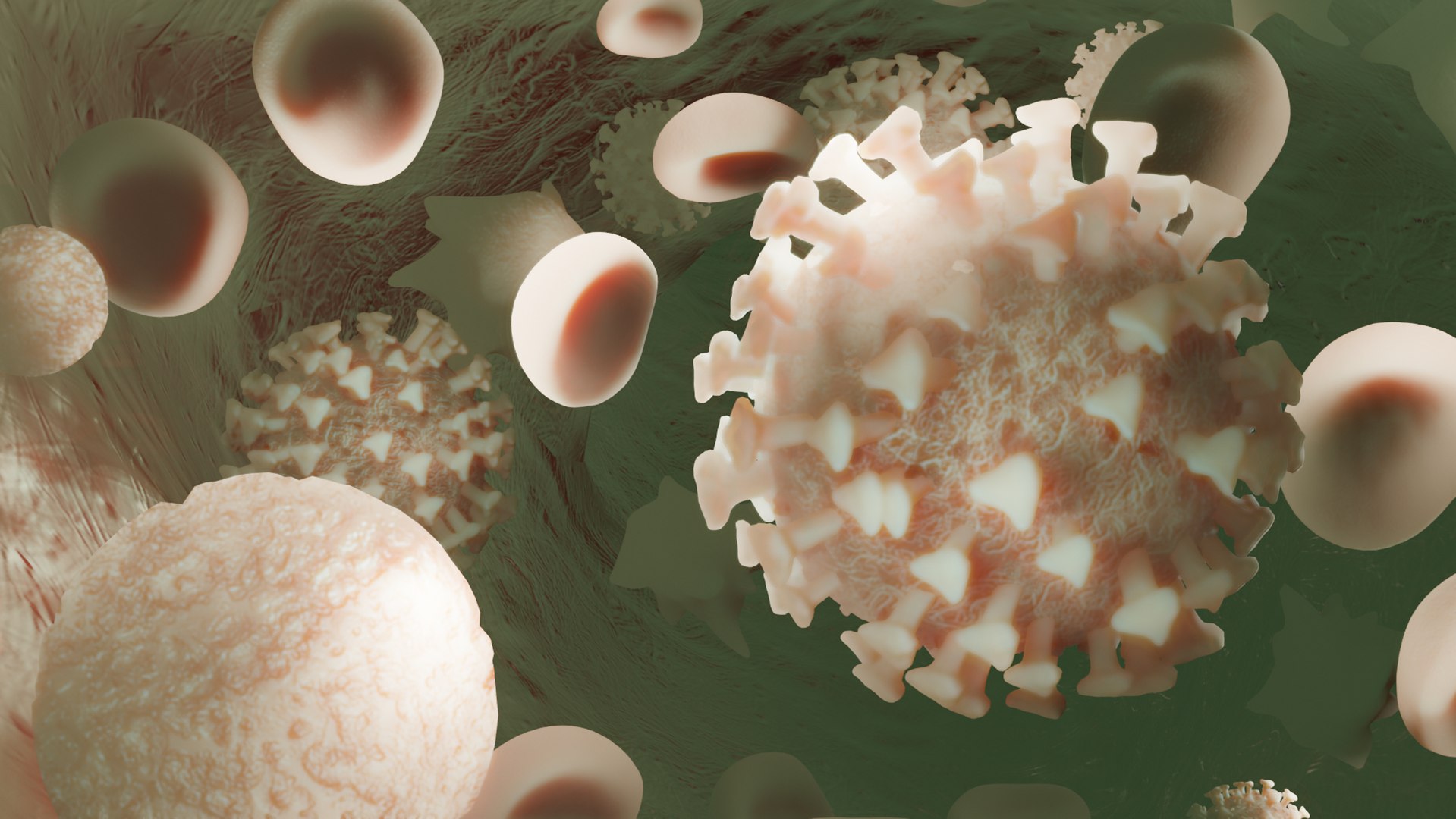 White Blood Cells Leukocytes Model - TurboSquid 1545655