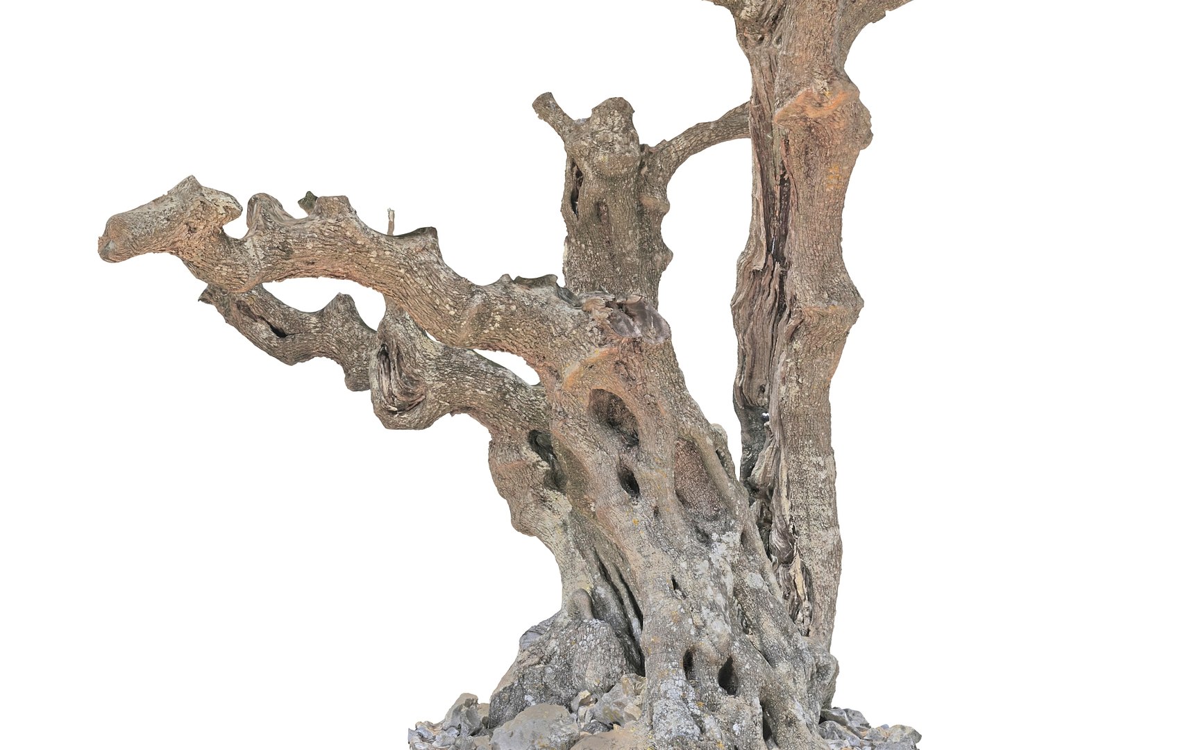 A Thousand-year-old Olive Tree 3D - TurboSquid 2290009