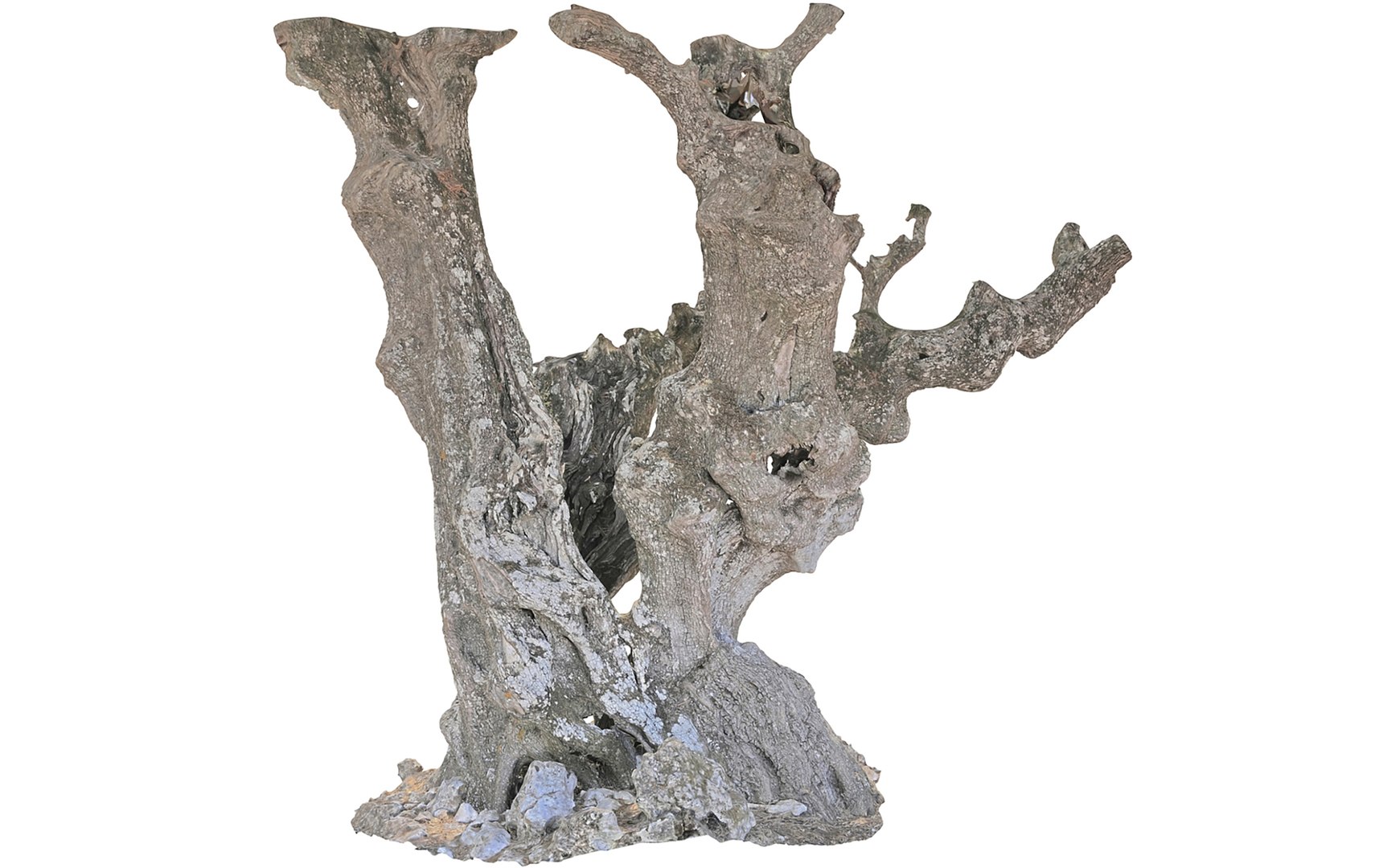 A Thousand-year-old Olive Tree 3D - TurboSquid 2290009