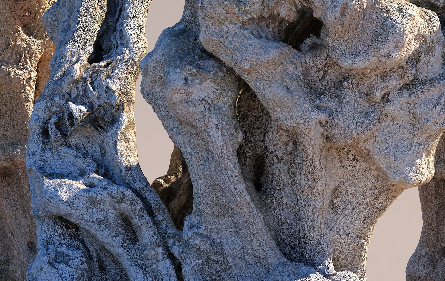 A Thousand-year-old Olive Tree 3D - TurboSquid 2290009