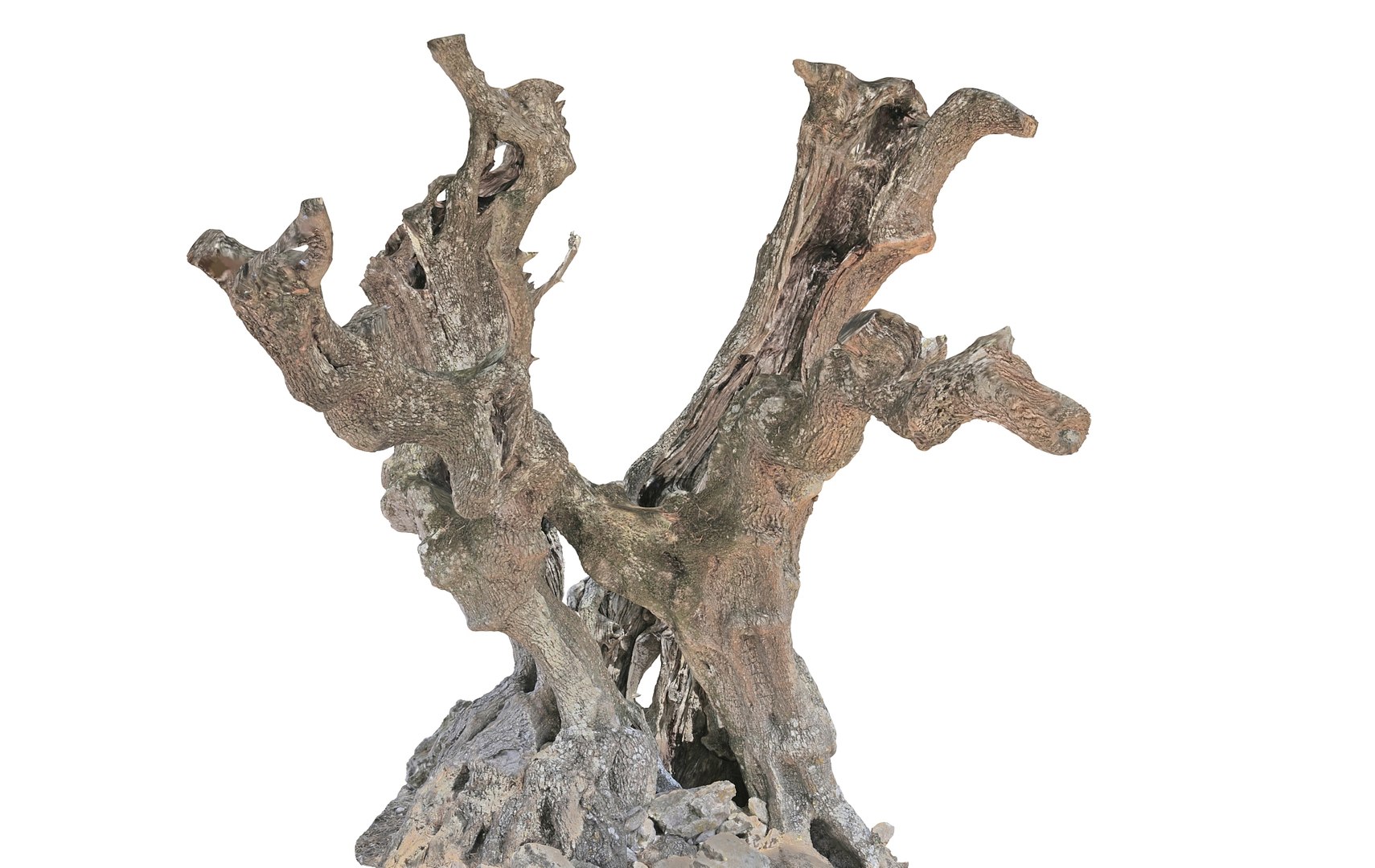 A Thousand-year-old Olive Tree 3D - TurboSquid 2290009