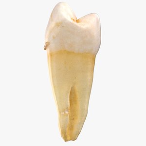 3D Premolar Models - Browse & Download Formats - TurboSquid
