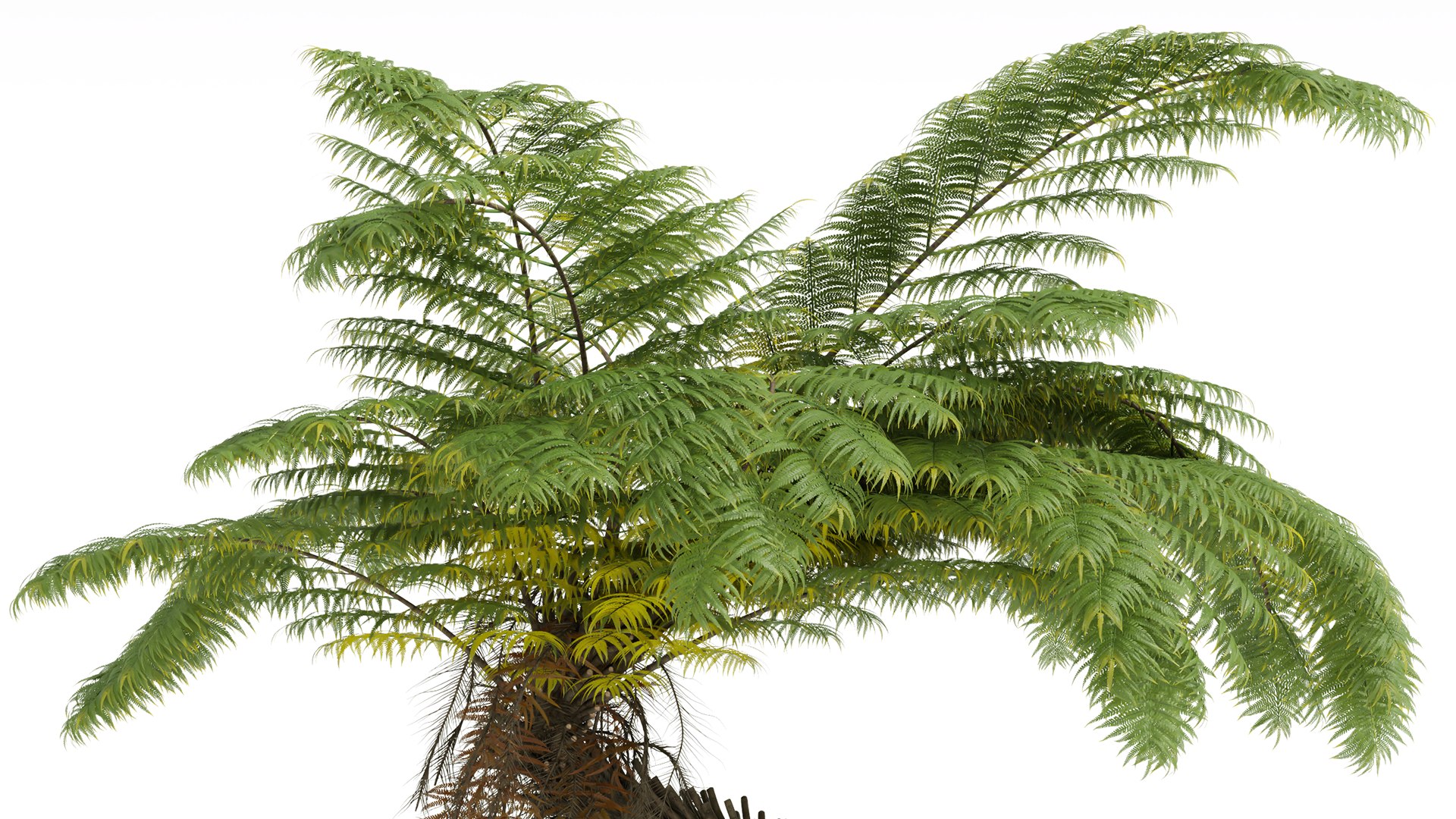 New Plant High Detail Alsophila Spinulosa Fern 3D - TurboSquid 2228097