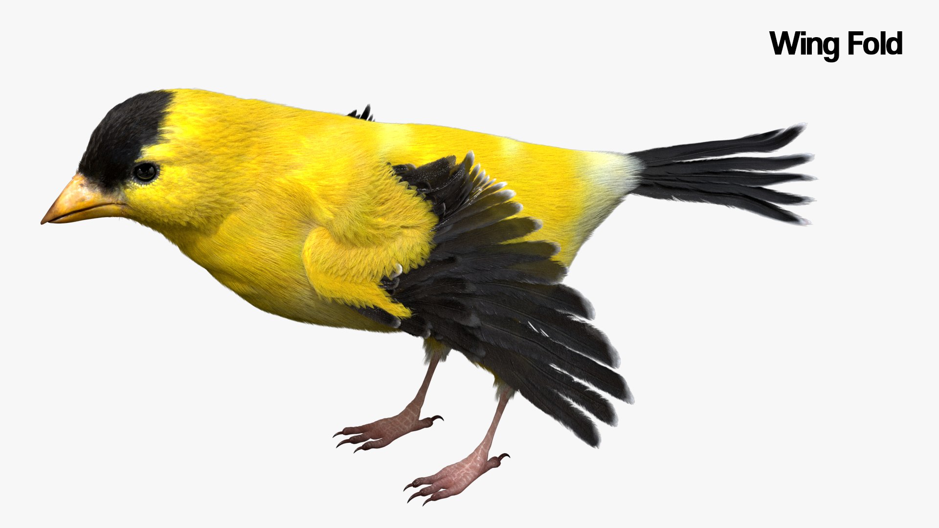 Rigging goldfinch fur anatomy 3D - TurboSquid 1522985