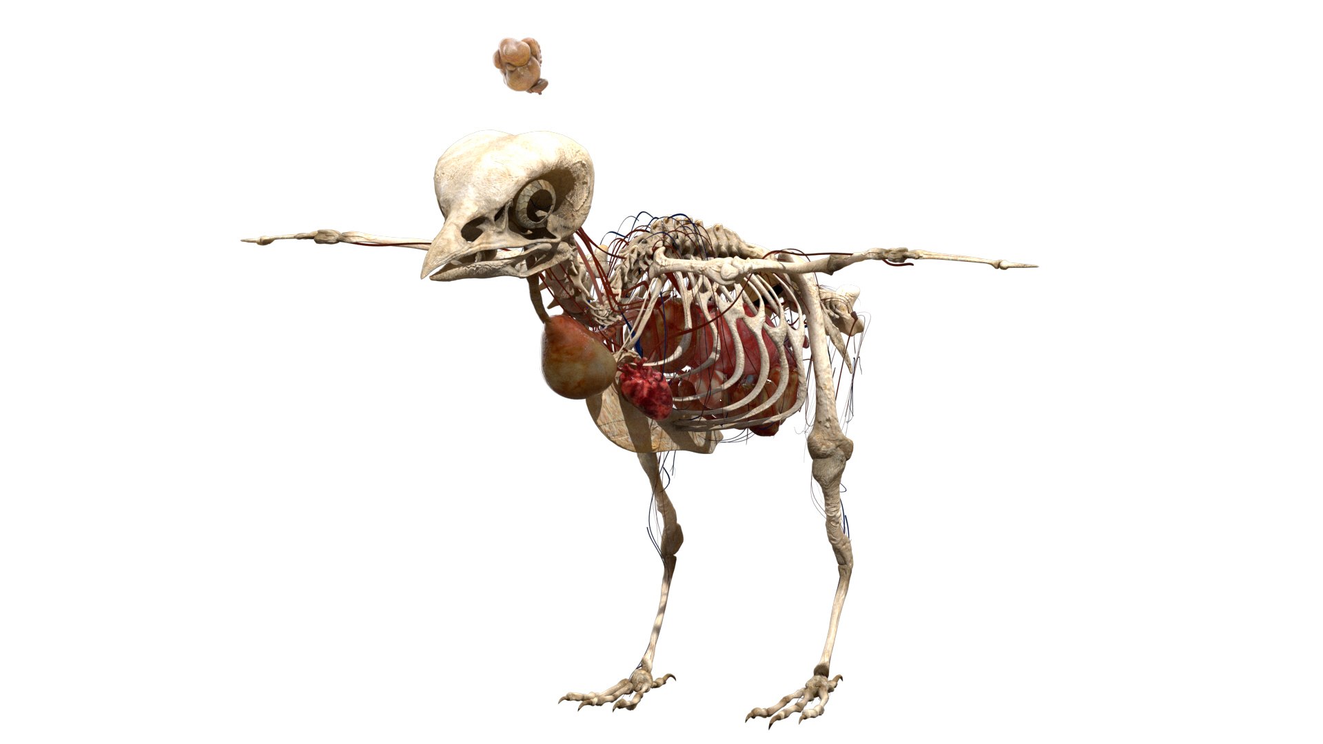 Rigging goldfinch fur anatomy 3D - TurboSquid 1522985