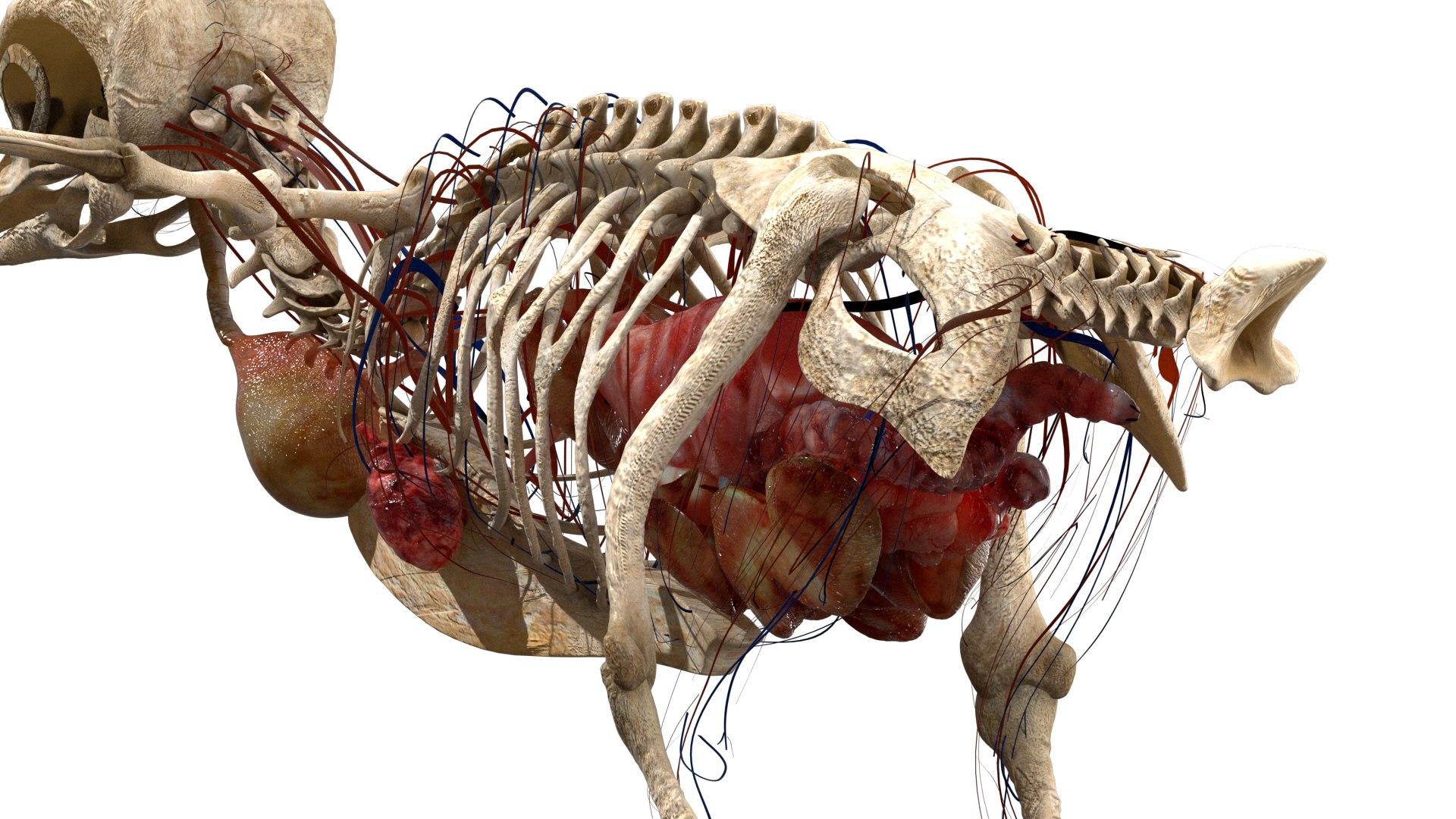 Rigging goldfinch fur anatomy 3D - TurboSquid 1522985