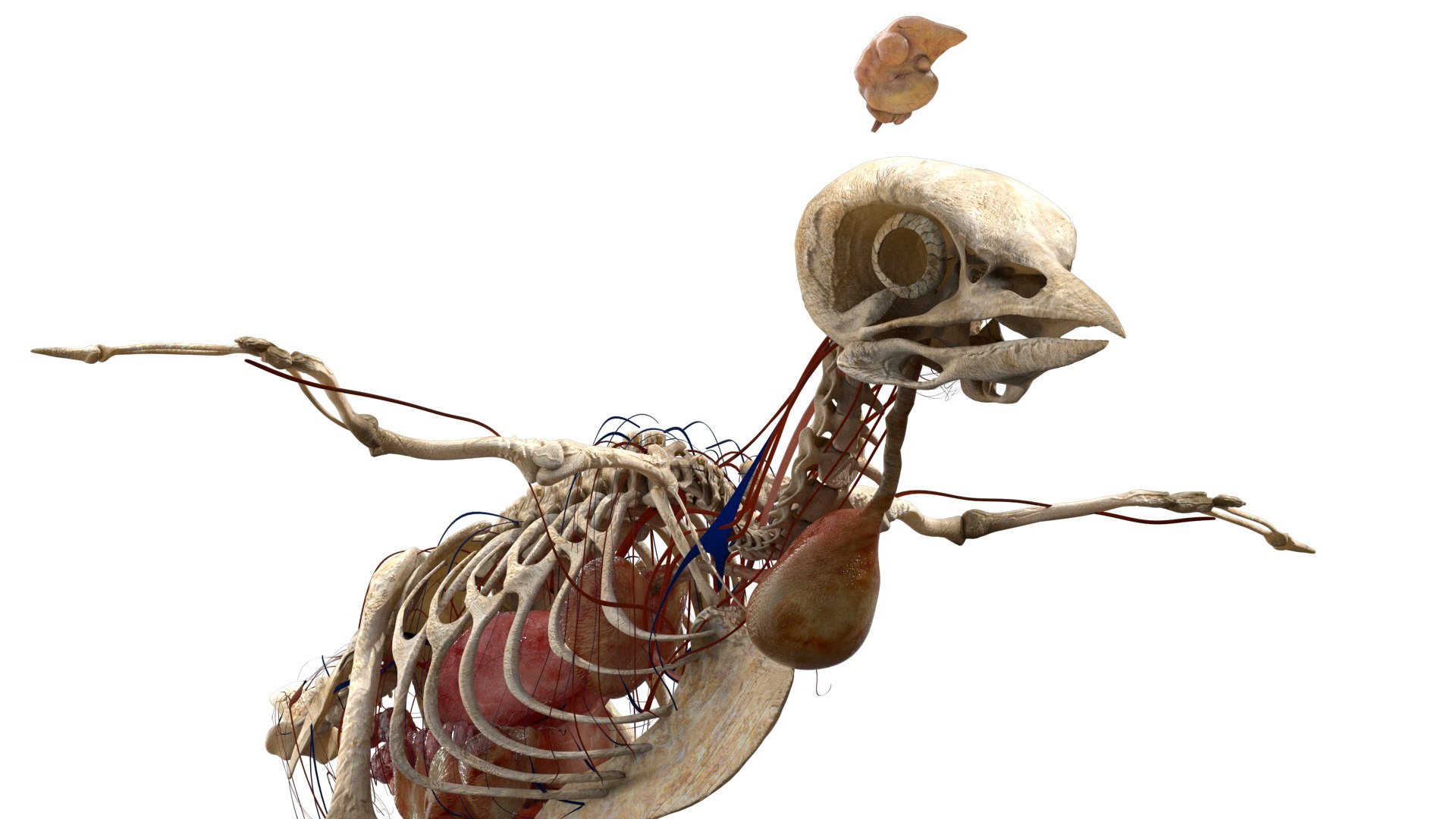 Rigging goldfinch fur anatomy 3D - TurboSquid 1522985