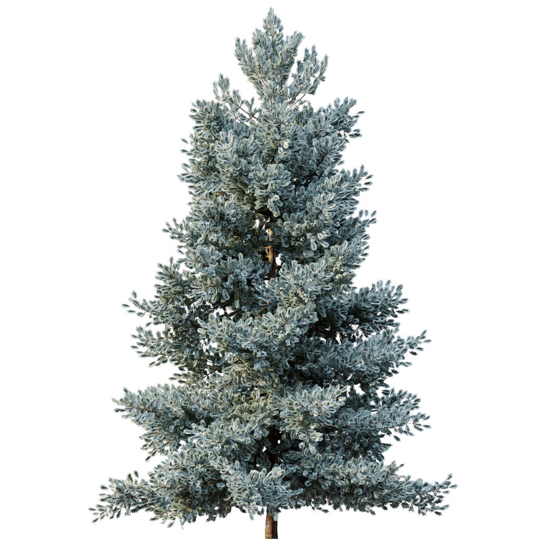 3D Norway Blue Spruce - TurboSquid 1948480