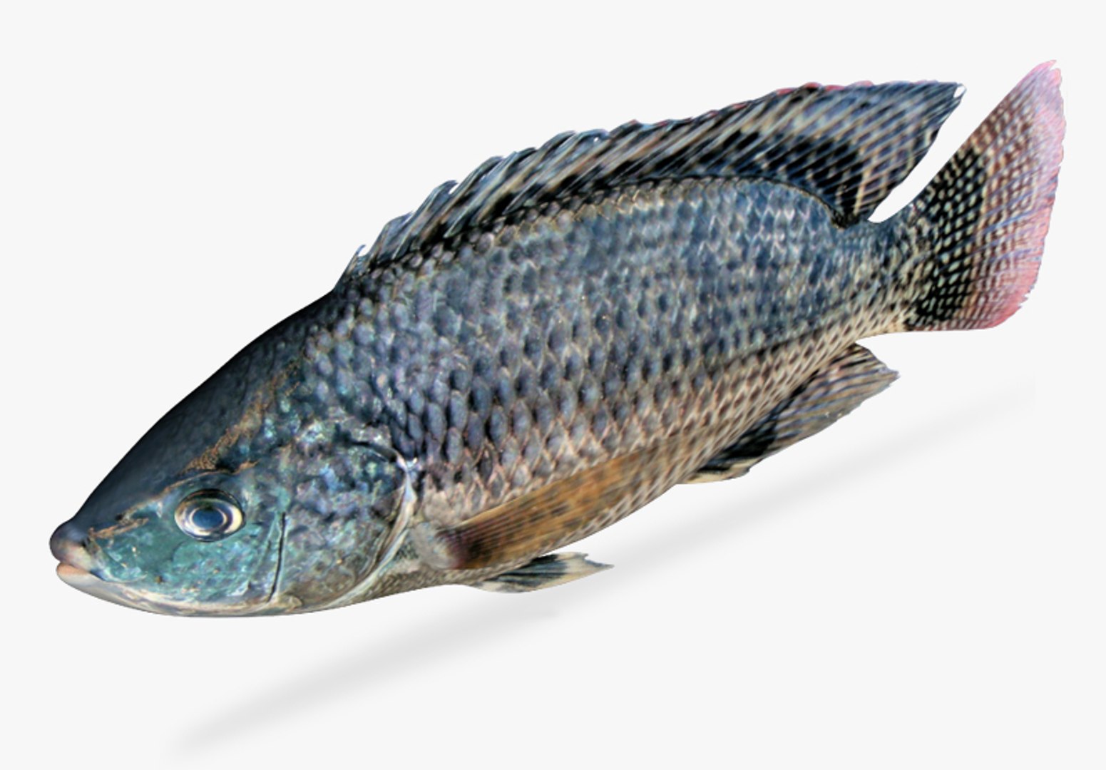 x mozambique talapia