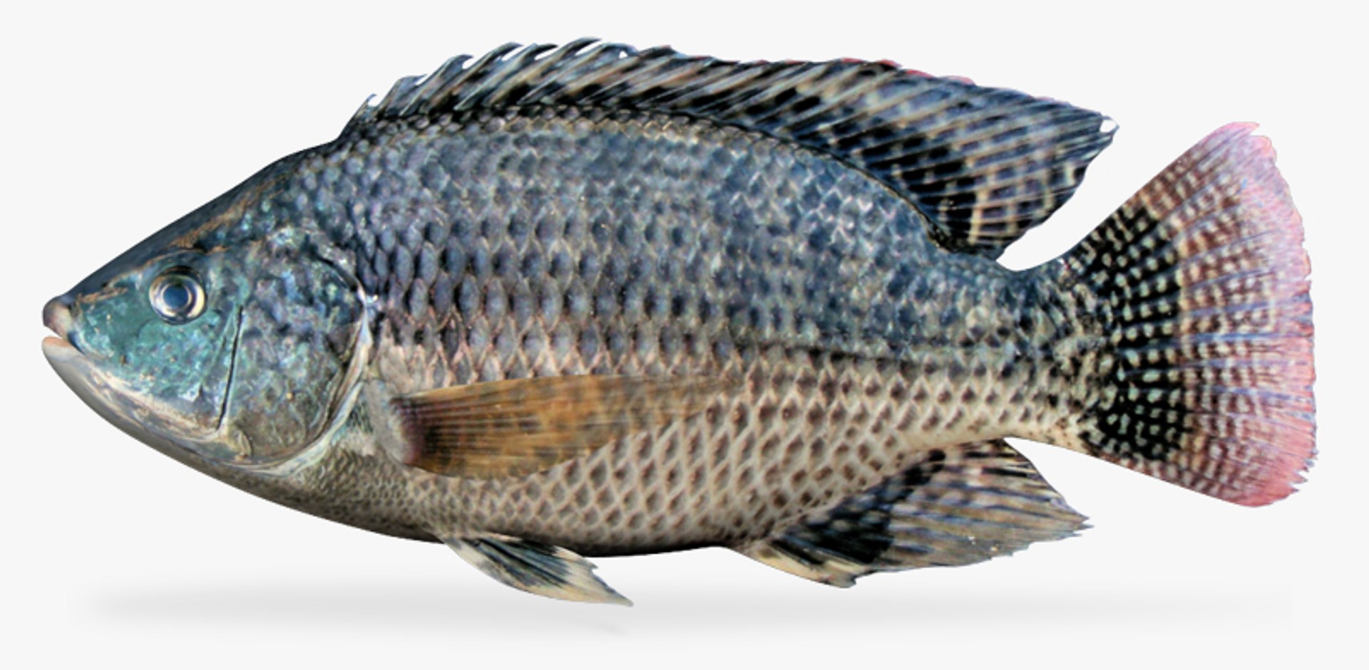 x mozambique talapia