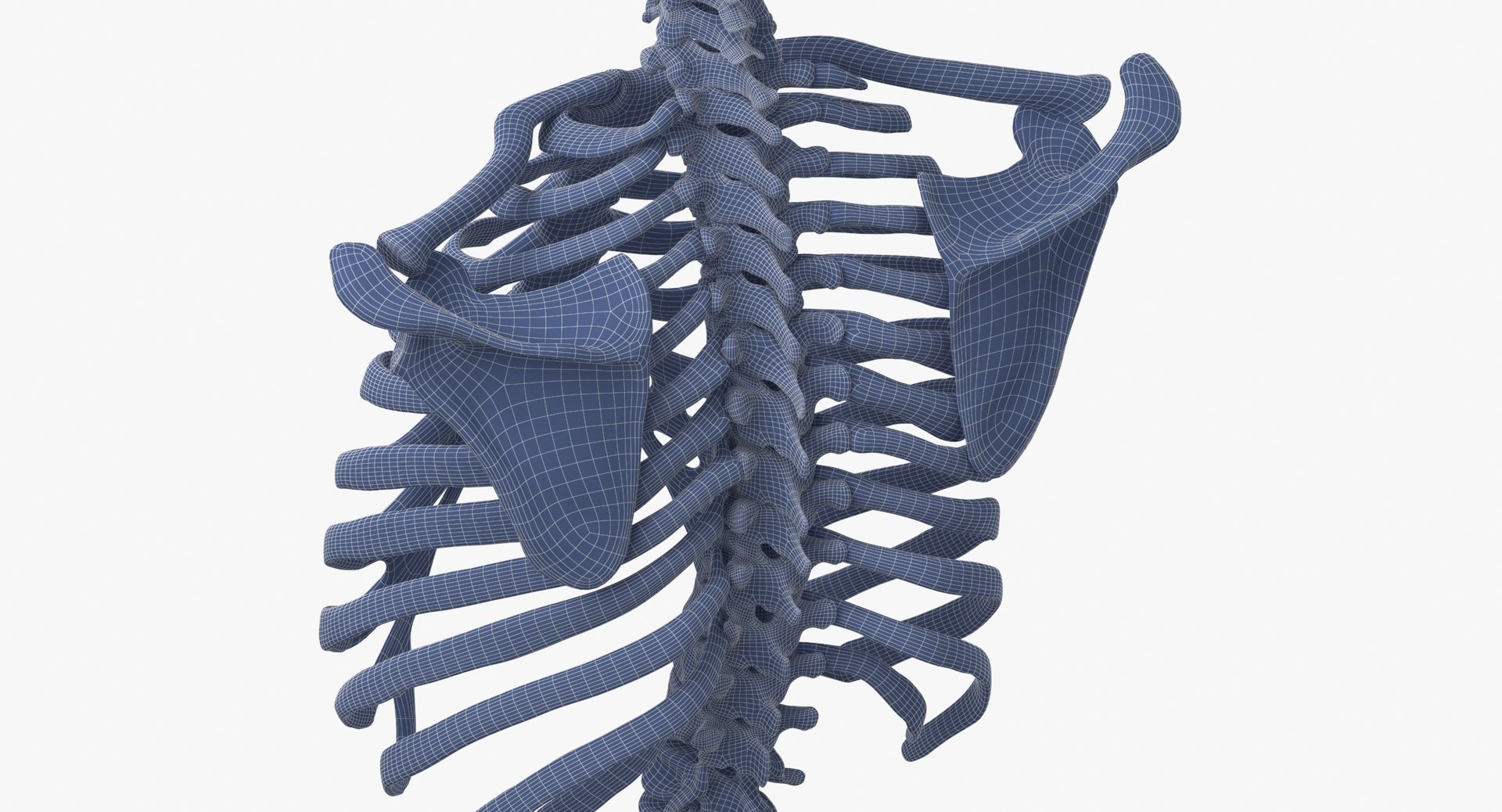 3D real human rib cage model - TurboSquid 1645173
