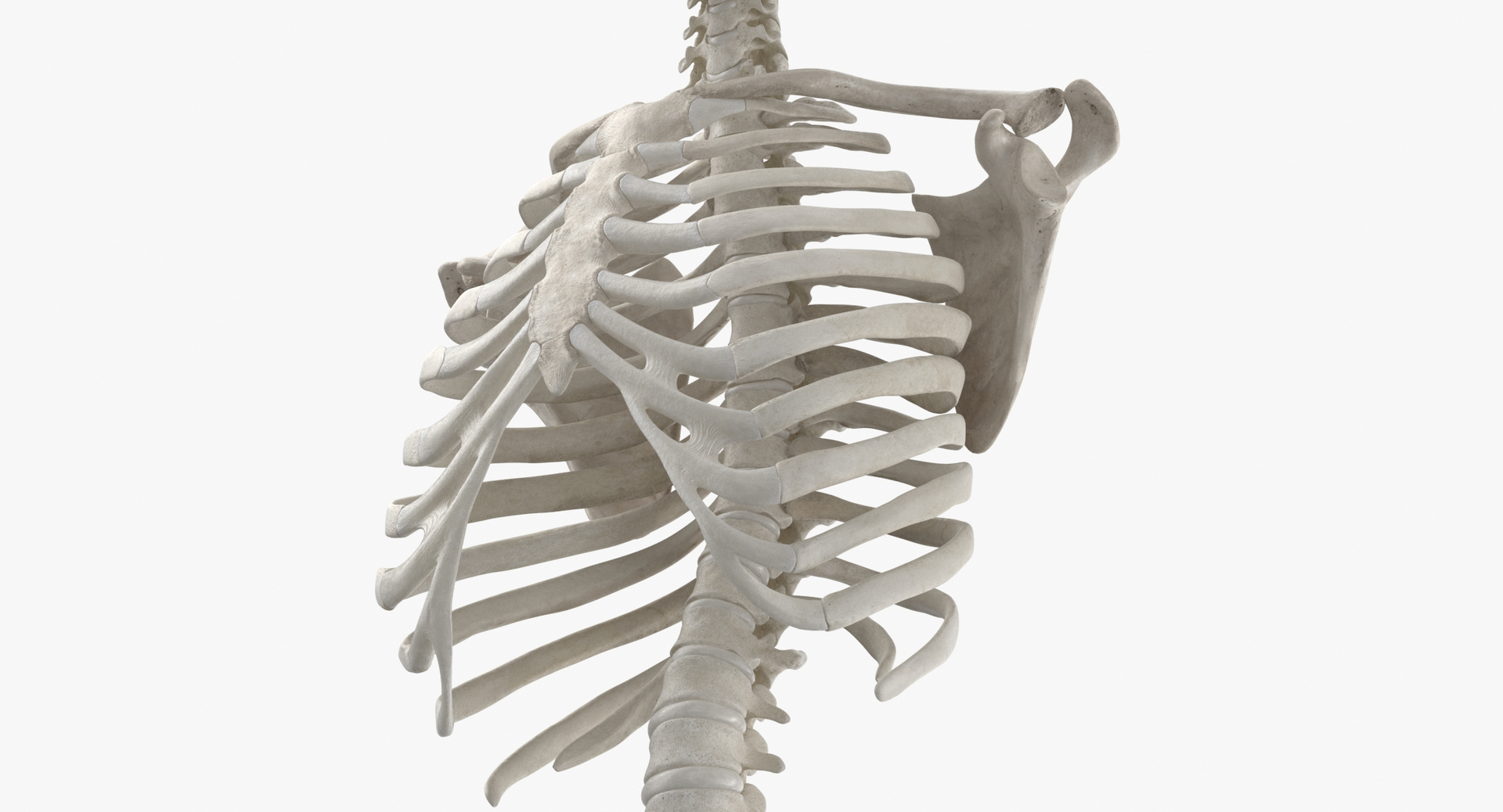 modèle 3D de Vraie cage thoracique humaine colonne vertébrale mâle ...