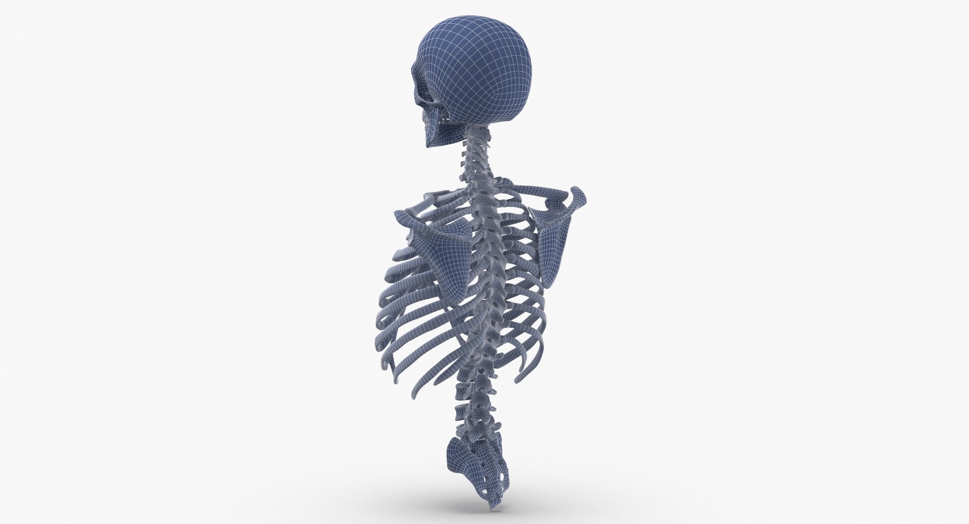 3D real human rib cage model - TurboSquid 1645173