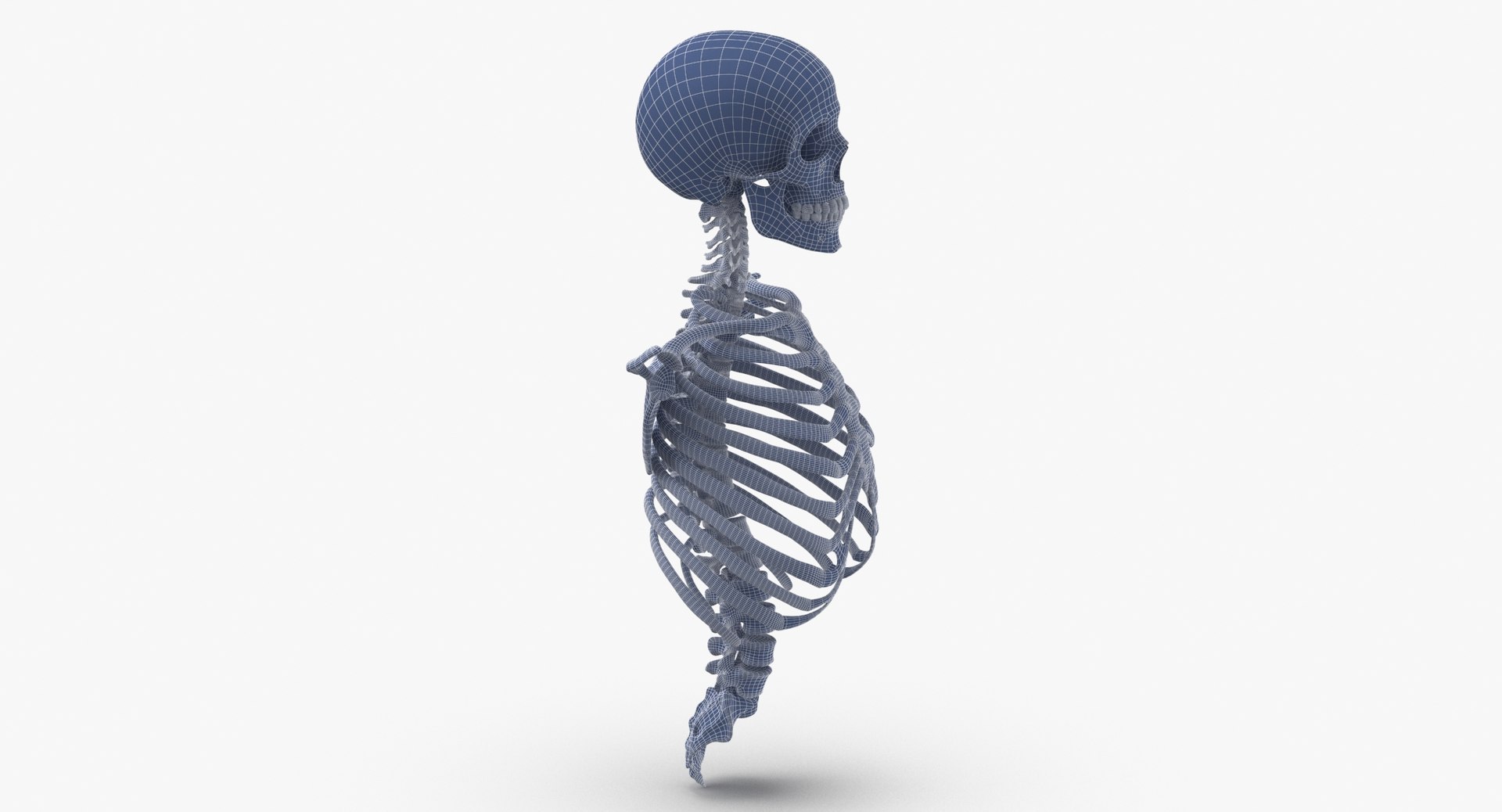 3D real human rib cage model - TurboSquid 1645173